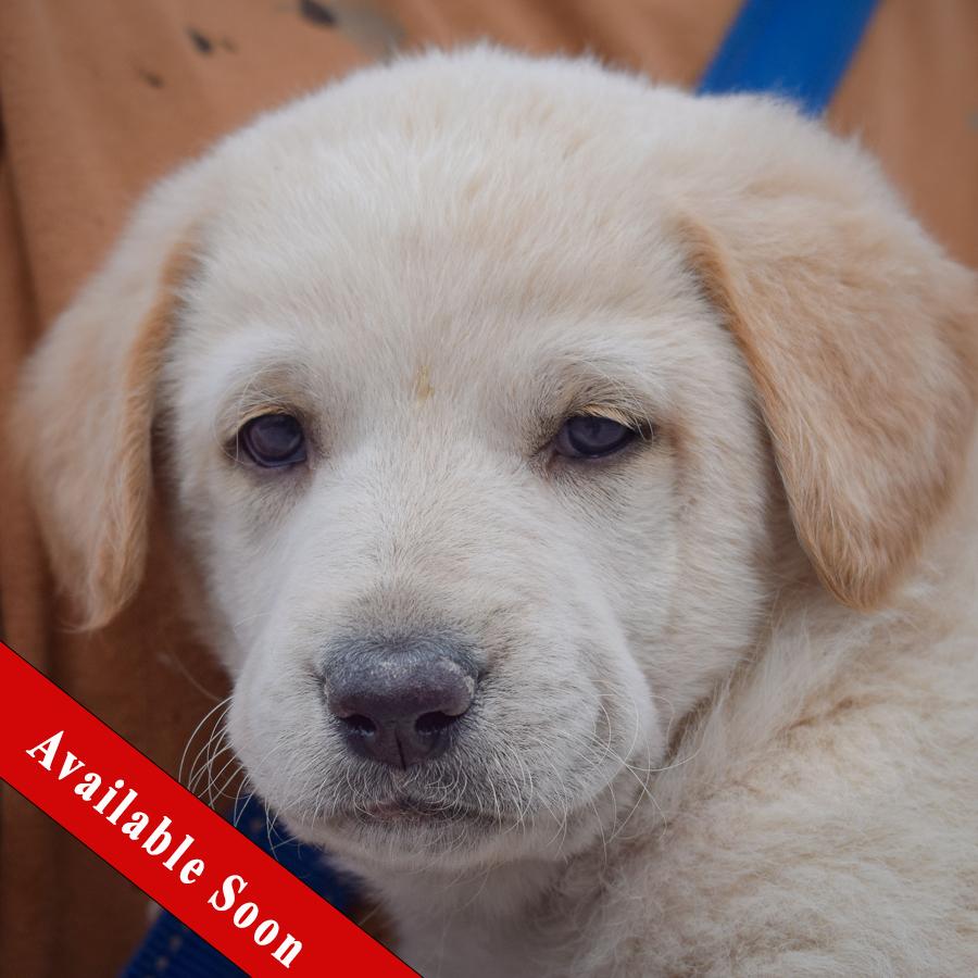 Dog for adoption - Scruffy, a Yellow Labrador Retriever & Poodle Mix in ...