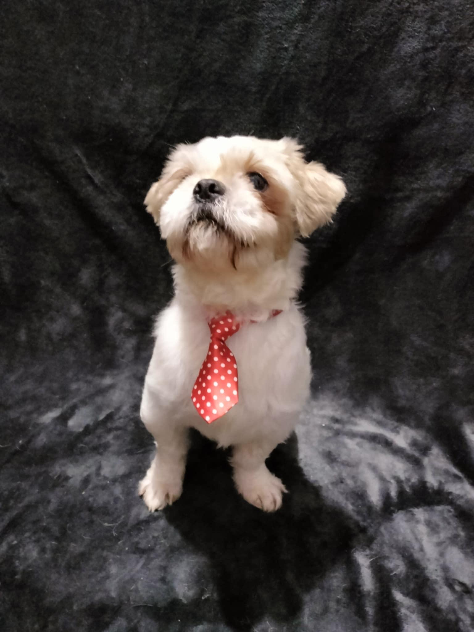 Dog for adoption - Kobby, a Shih Tzu Mix in Buffalo , NY | Petfinder