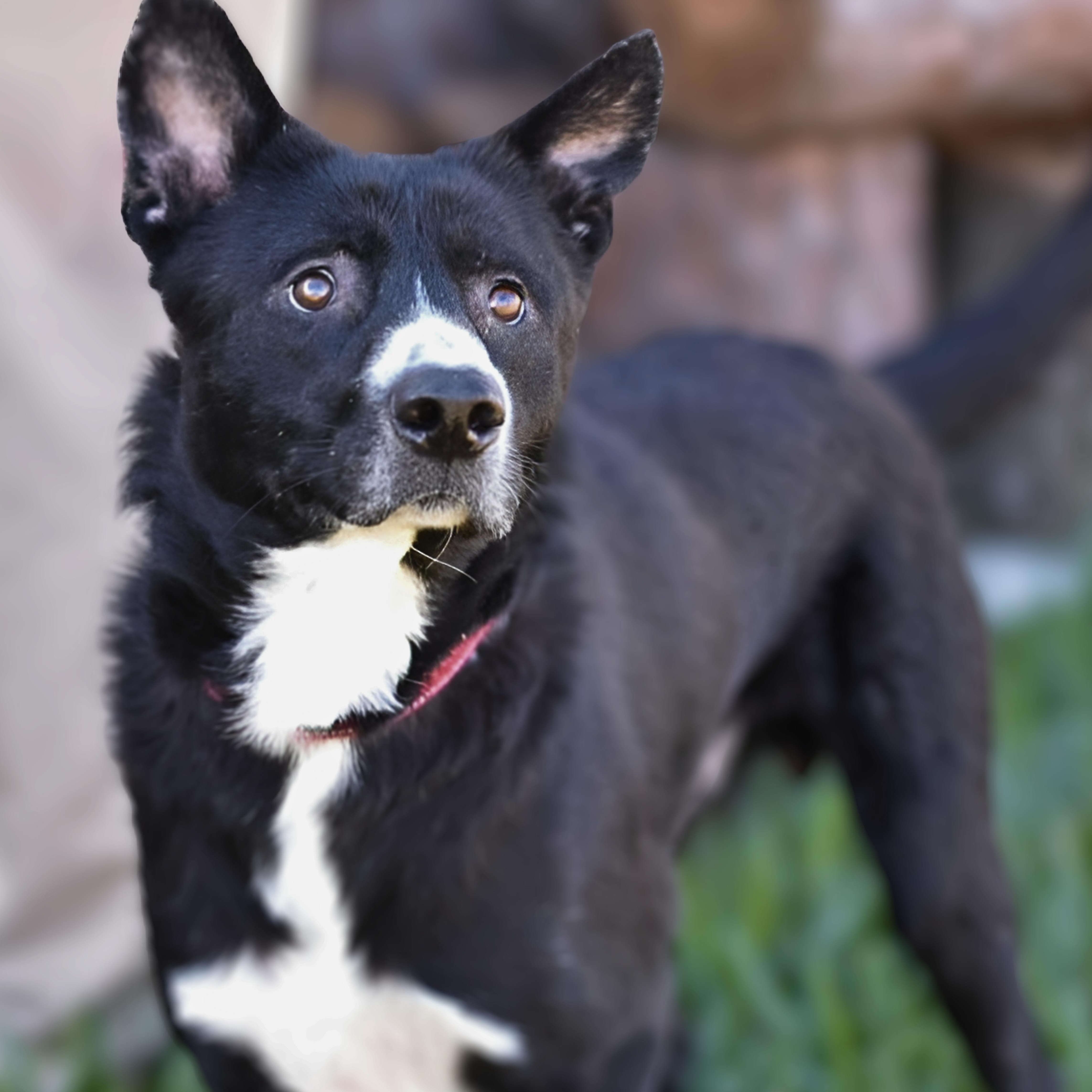 Dog for adoption - Shadow, a Shepherd Mix in Grove City , OH | Petfinder