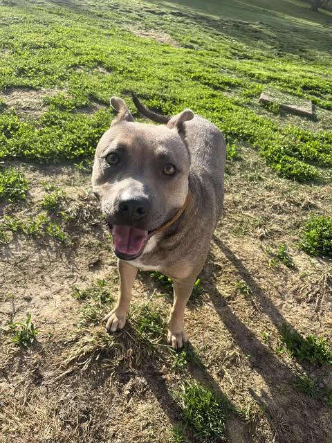 Dog for adoption - Samoa, a Shepherd & Pit Bull Terrier Mix in ...