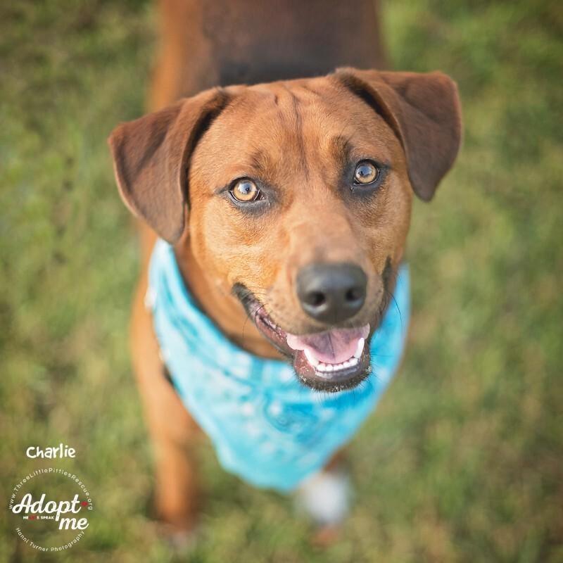 Dog for adoption - Charlie Brown Belly Rub King, a Hound & Rhodesian Ridgeback Mix in Syracuse ...
