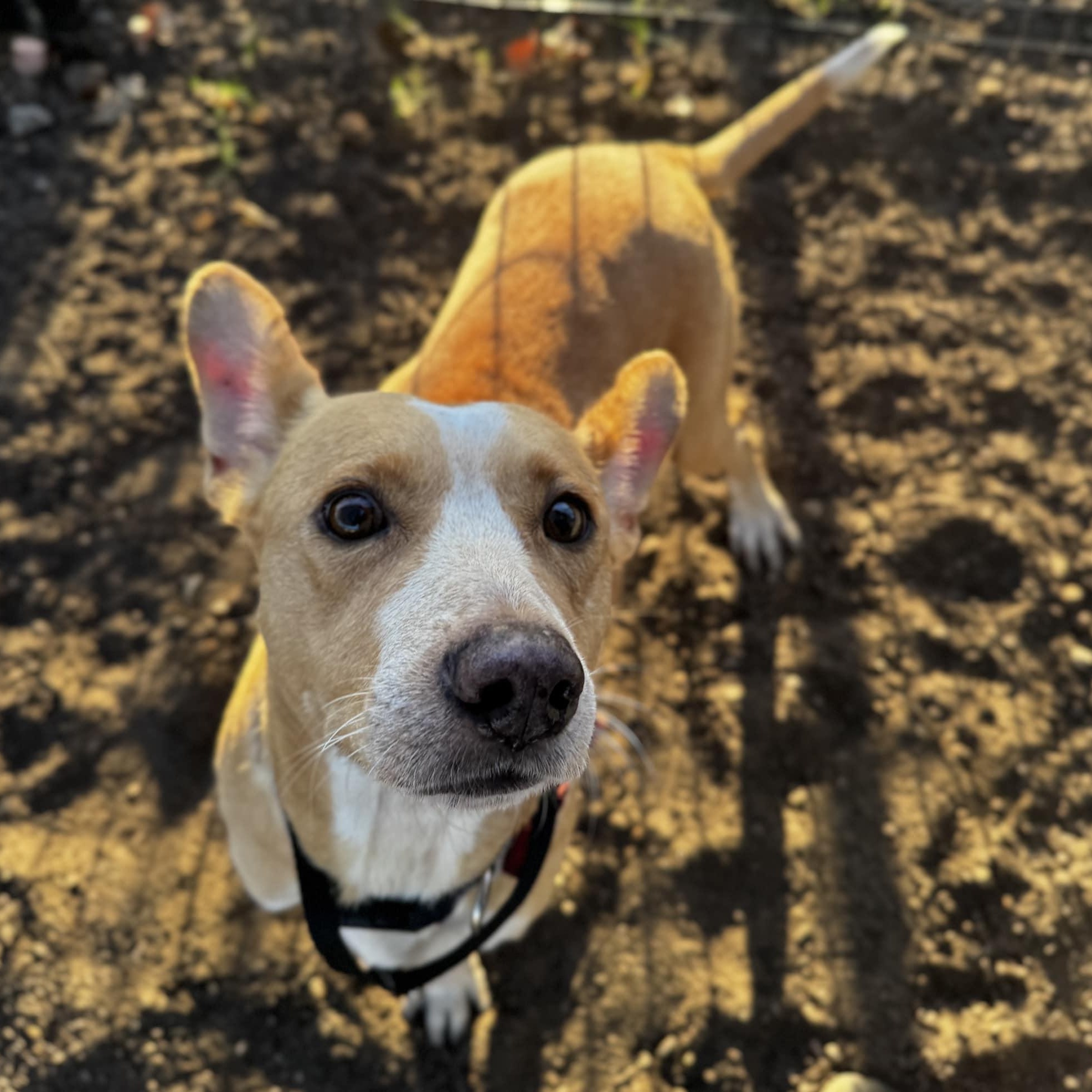 Dog for adoption - Shelly (Foster or Adopt), a Shepherd & Labrador ...