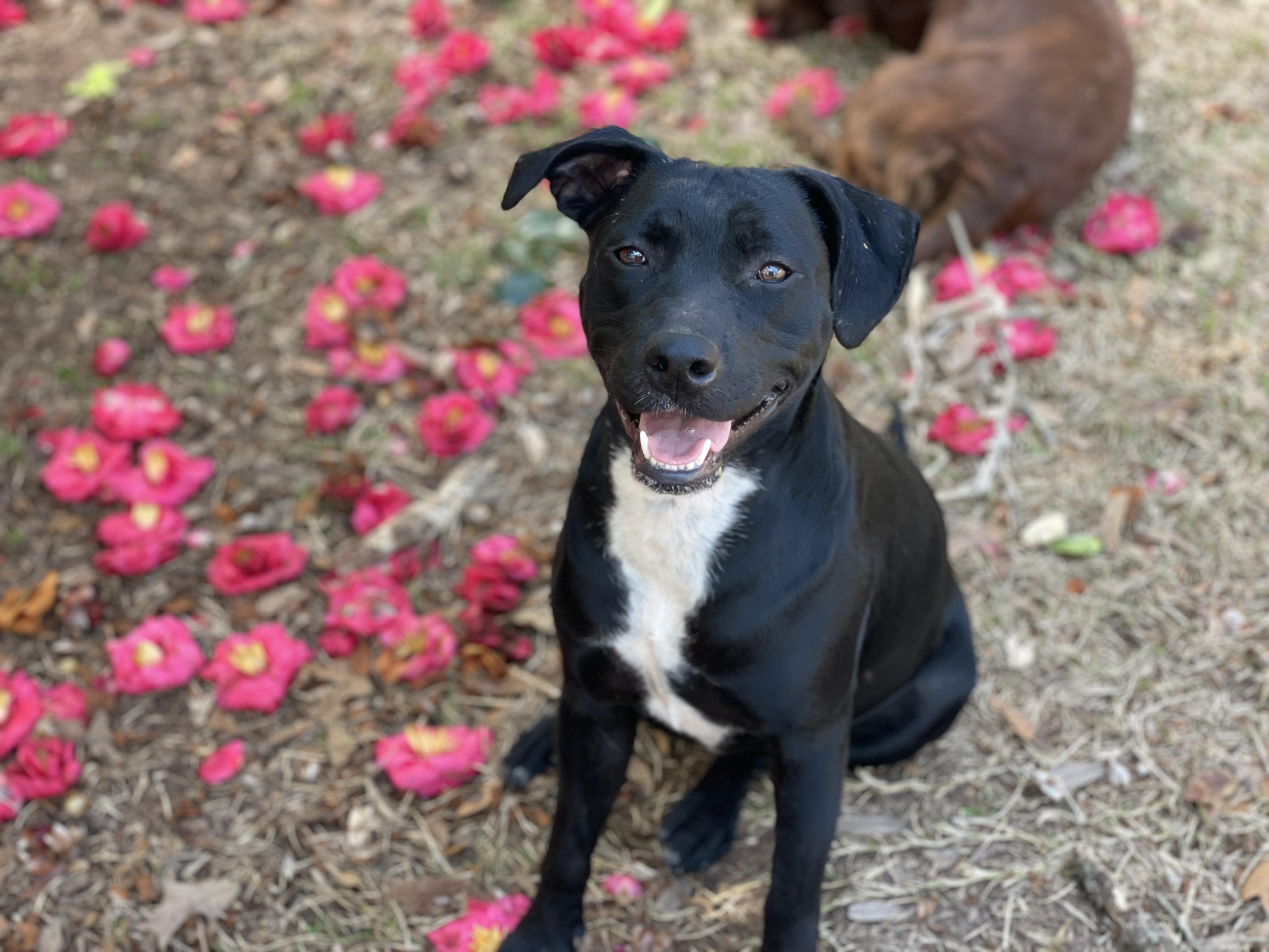 Dog for adoption - Tia ~ Loves Toys and Playing Fetch, an American ...