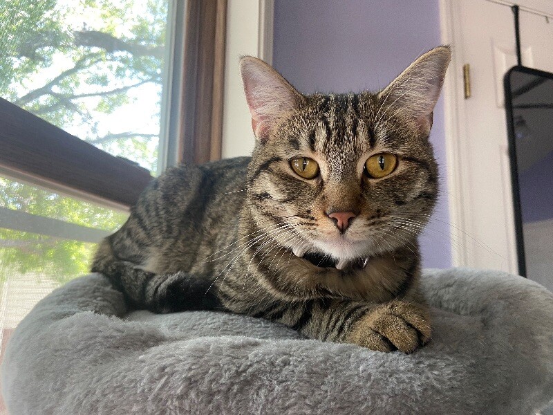 Cat for adoption - Pocahontas , a Domestic Short Hair & Tabby Mix in ...