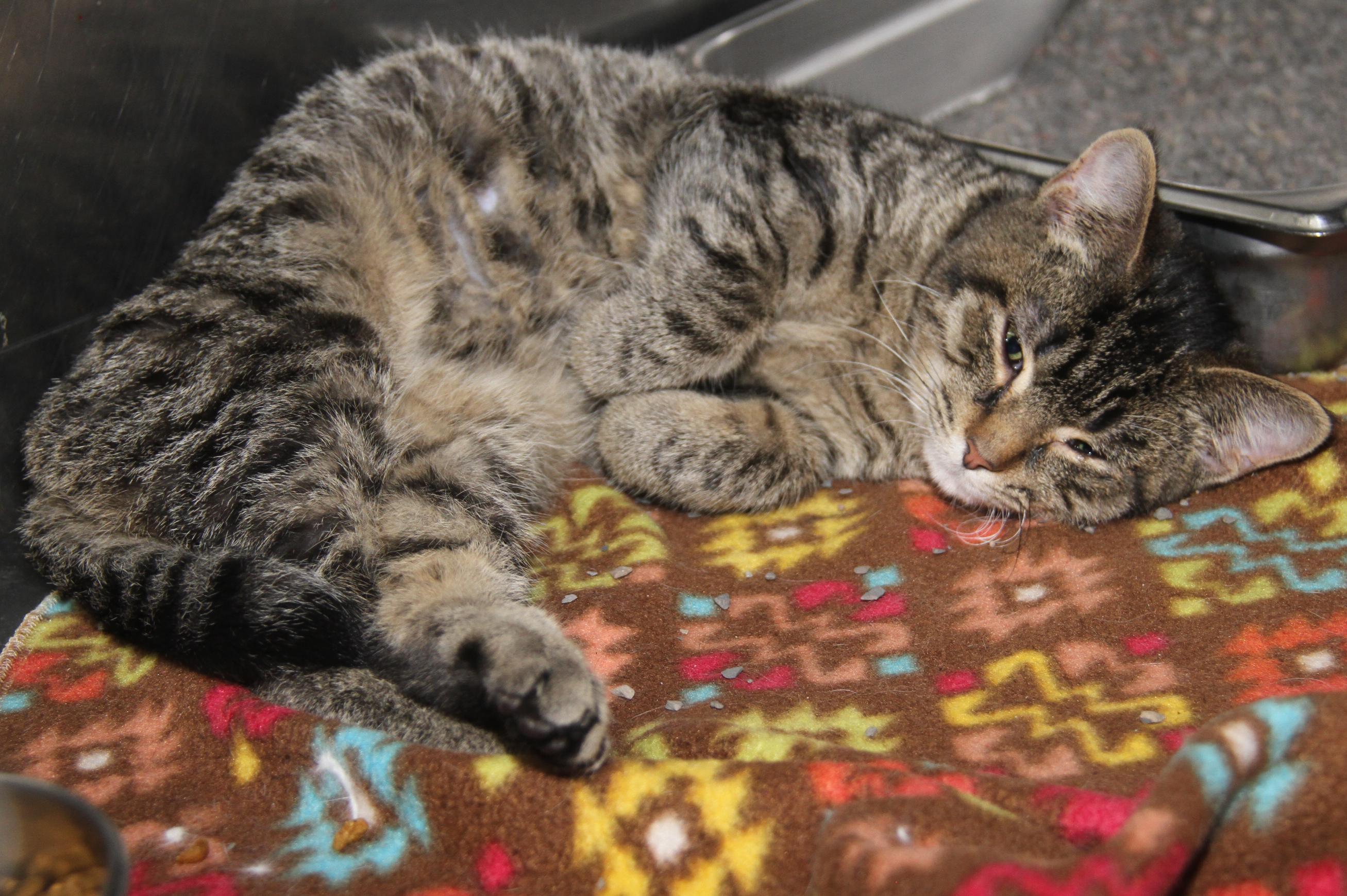 Cat for adoption - Coco Wheats (Spayed), a Tabby & Domestic Short Hair Mix in Marietta, OH ...