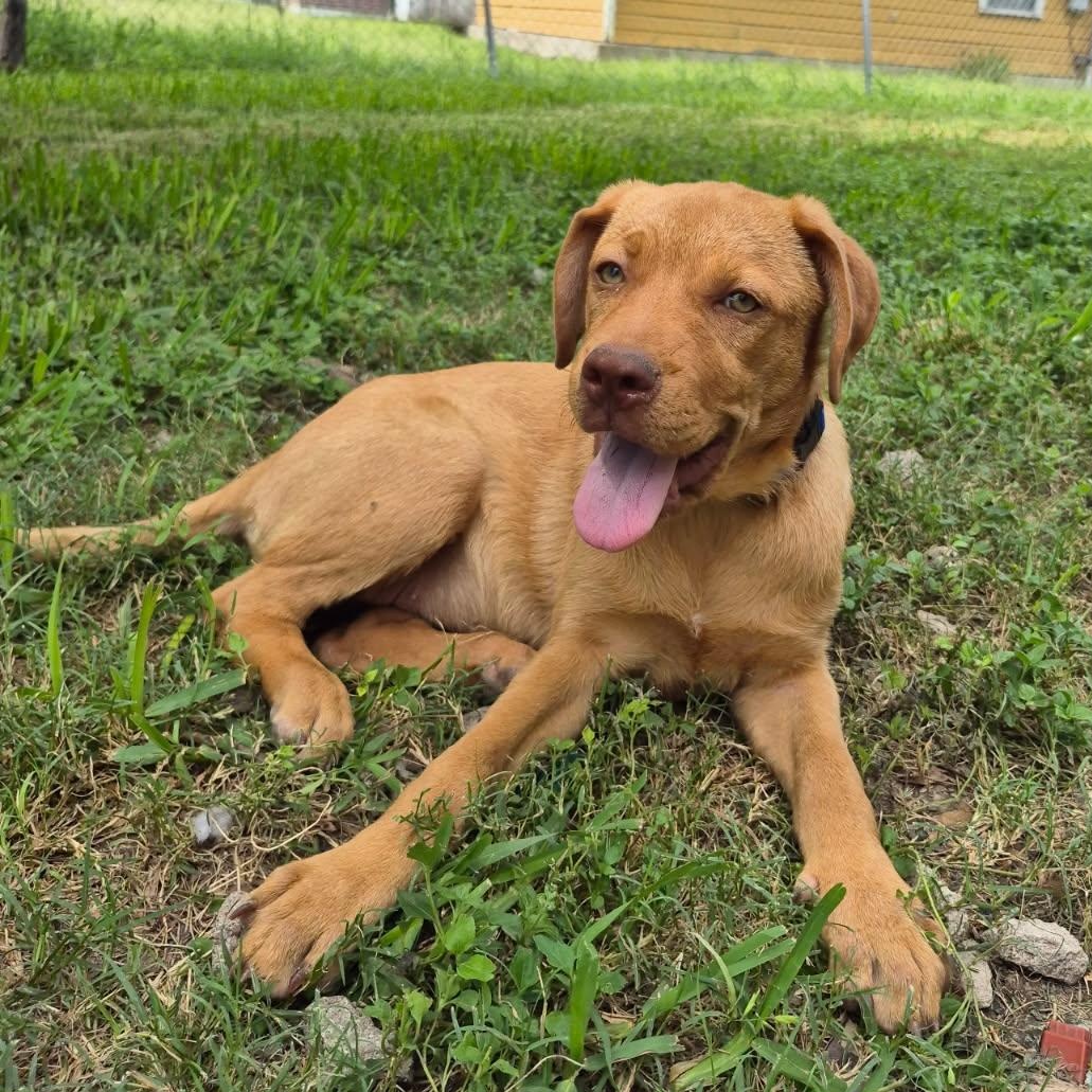 Dog for adoption - Athena, a Vizsla in Portland, OR | Petfinder