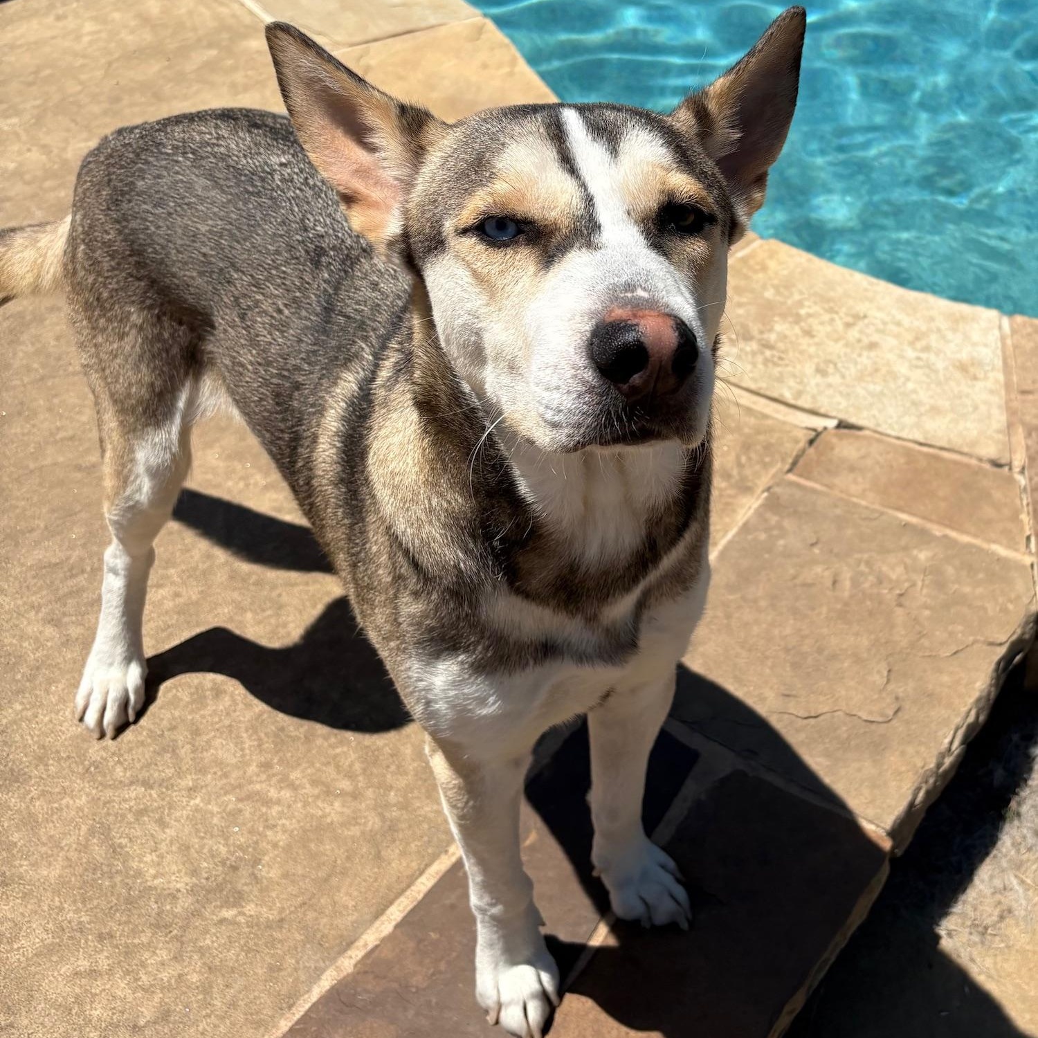 Dog for adoption - Chuvy, a Siberian Husky Mix in El Dorado, KS | Petfinder