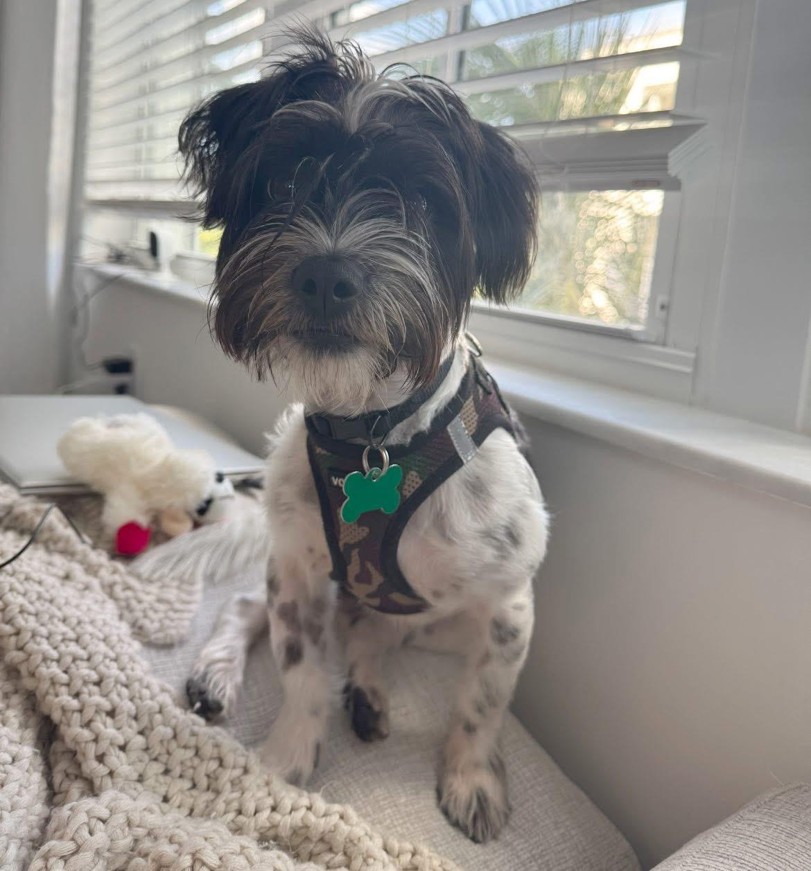 Dog for adoption - Toby, a Shih Tzu & Shih poo Mix in Boynton Beach, FL ...