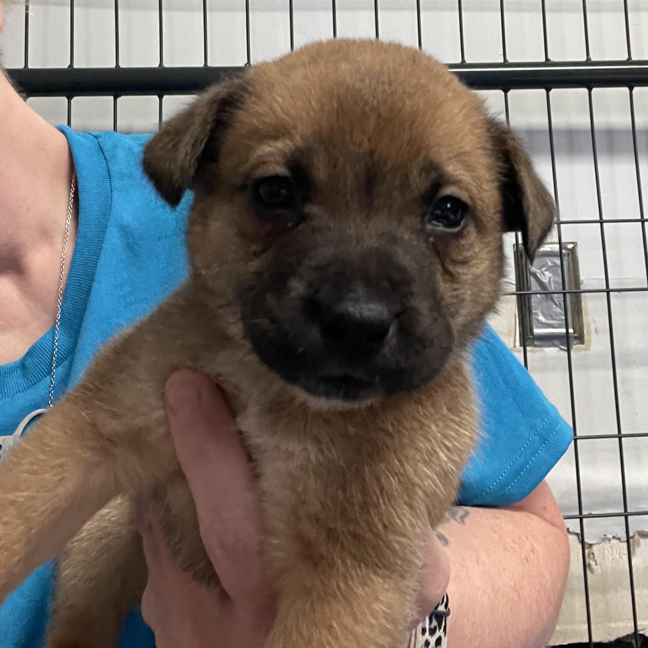 Dog for adoption - Orzo, a Shepherd Mix in Buffalo, NY | Petfinder