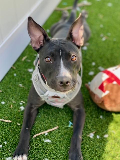 Dog for adoption - Princess (bonded with Kyro), a Mixed Breed in ...