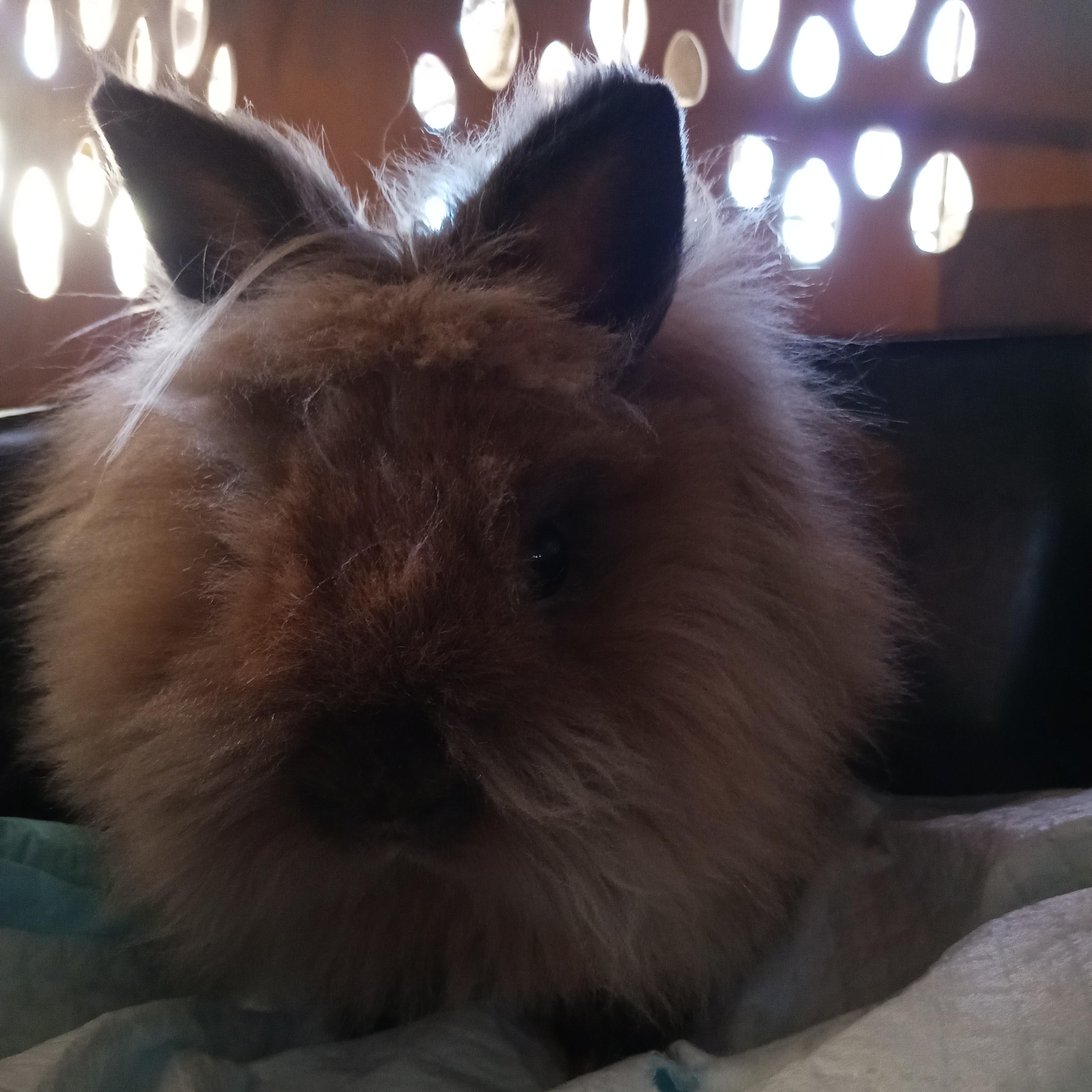Rabbit for adoption - Aslan, a Lionhead in Modesto, CA | Petfinder