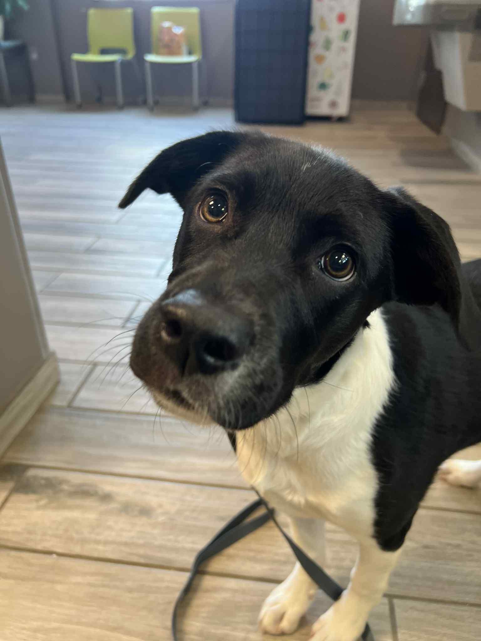 Dog for adoption - Mook, a Border Collie Mix in Liberty, MO | Petfinder