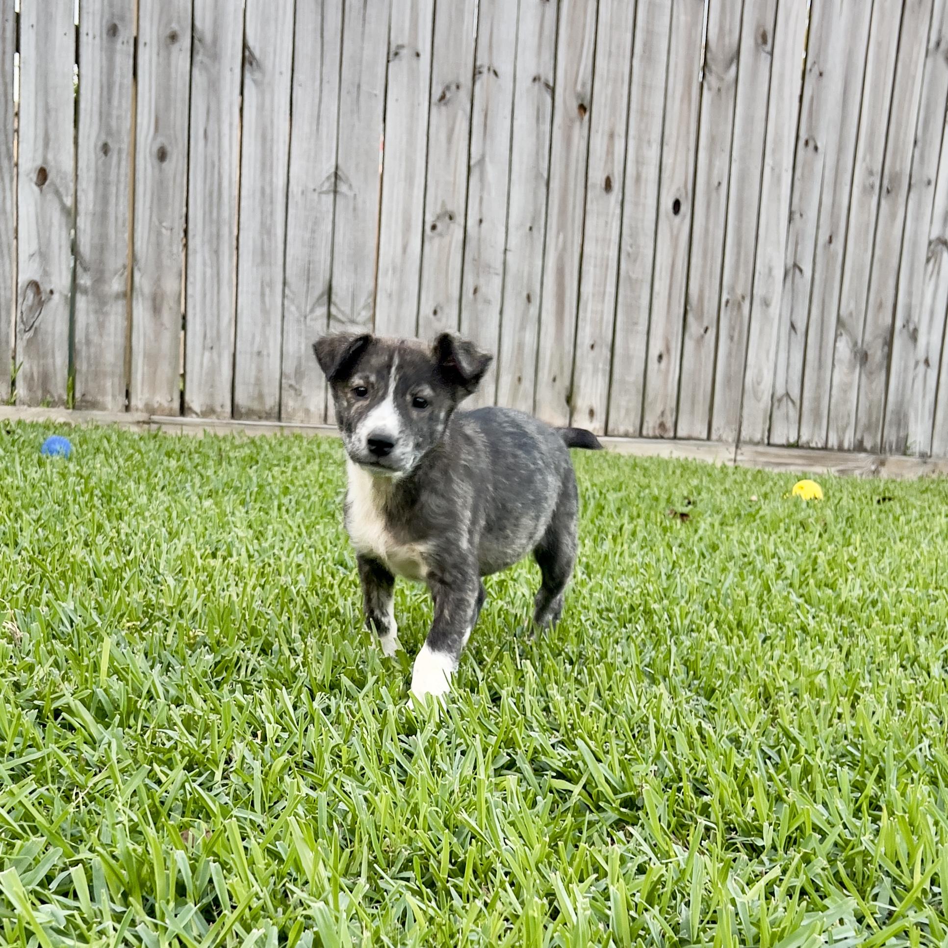 Dog for adoption - Tweed, an Australian Cattle Dog / Blue Heeler ...