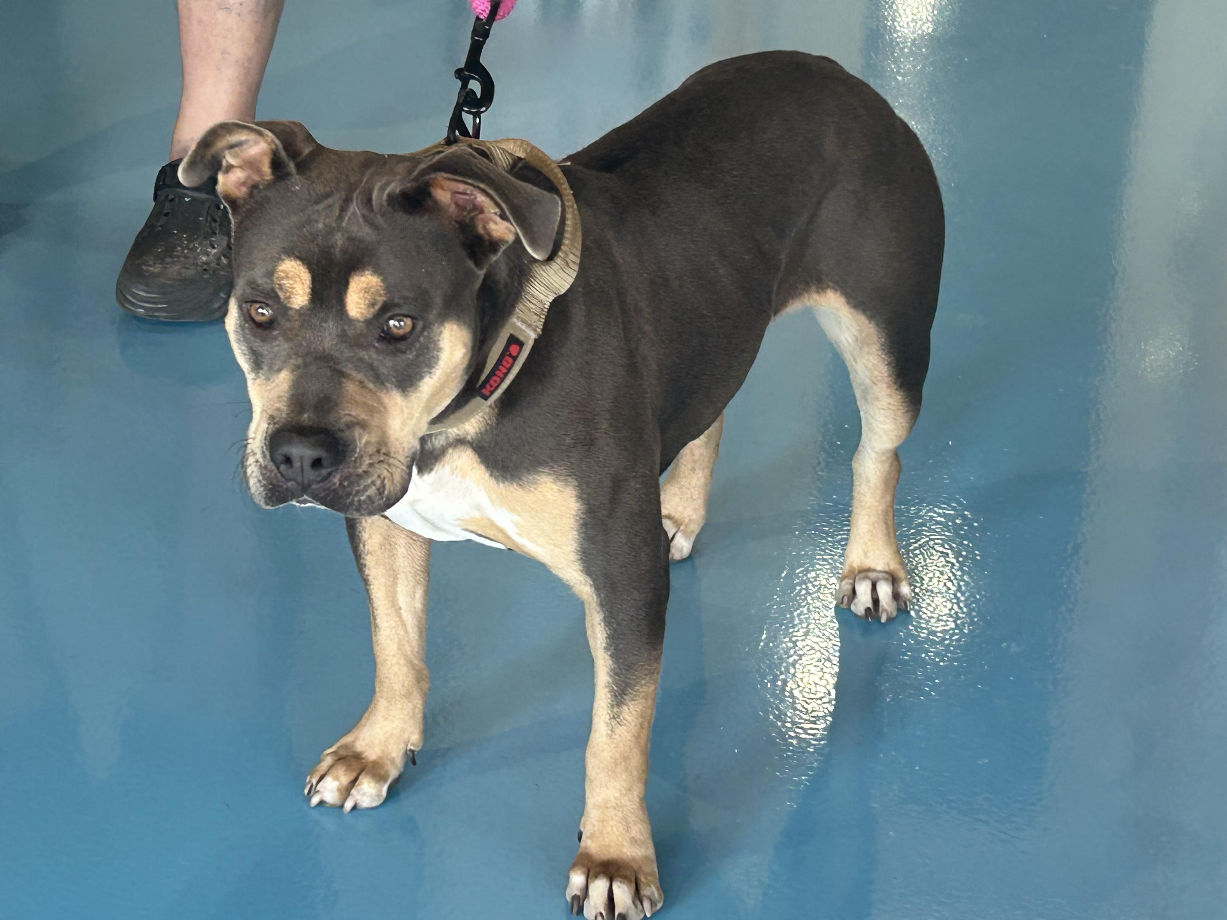 Dog for adoption - Reese, an American Bulldog Mix in CHEYENNE, WY ...