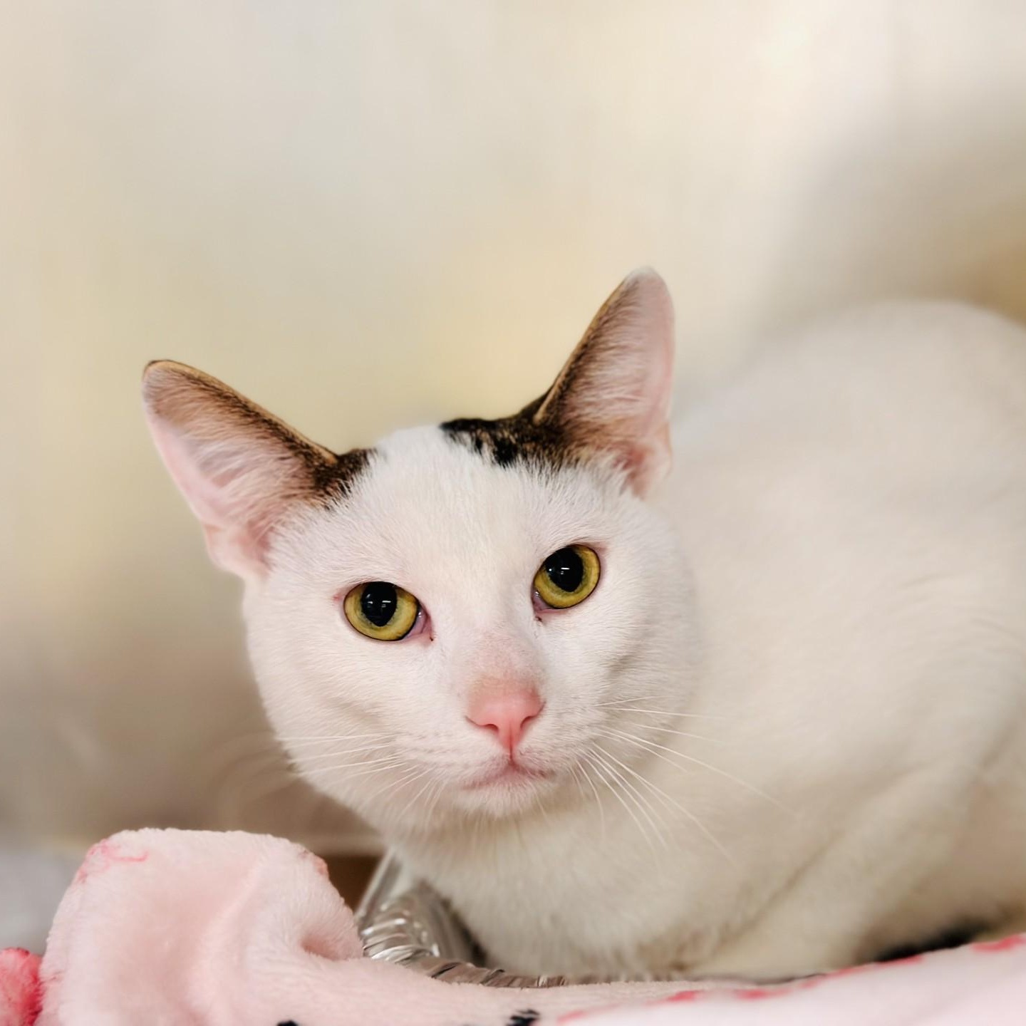 Cat for adoption - Stitch, a Domestic Short Hair in Jackson, NJ | Petfinder