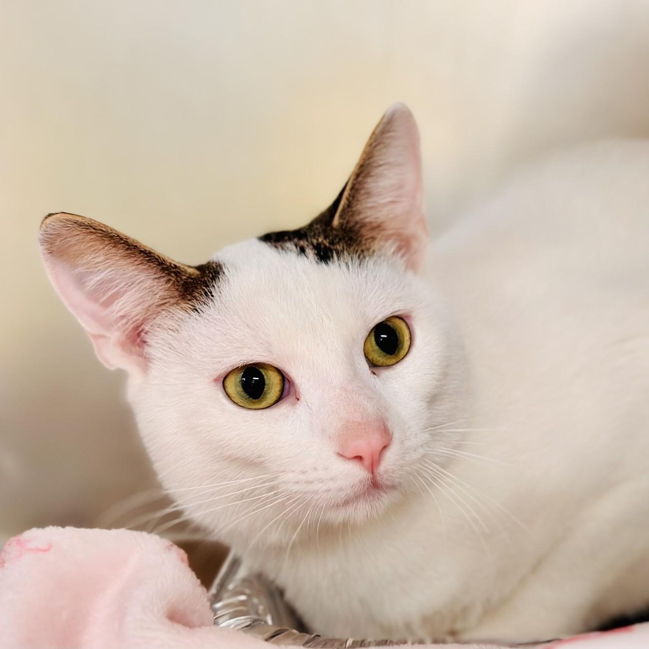 Cat for adoption - Stitch, a Domestic Short Hair in Jackson, NJ | Petfinder