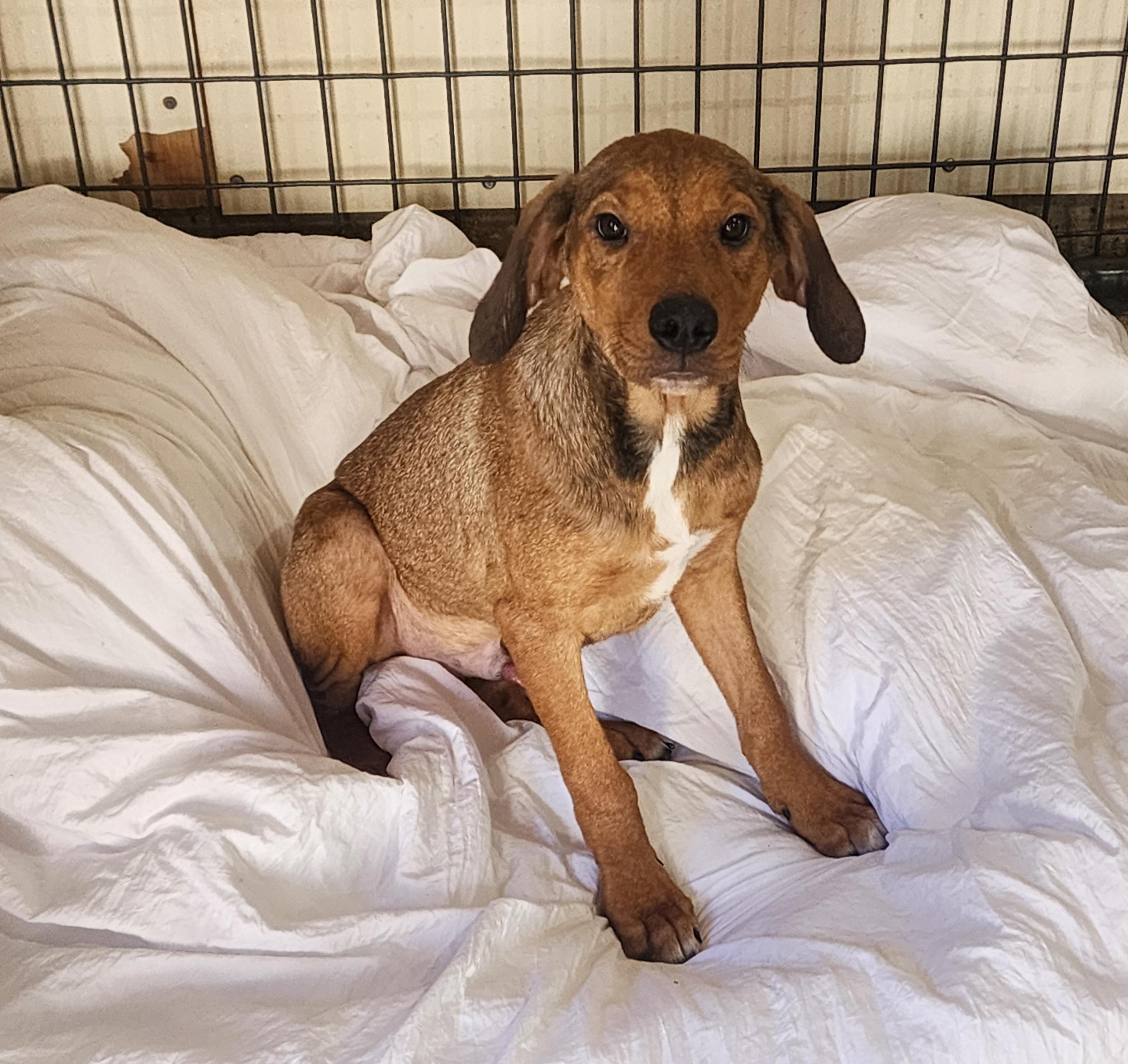 Dog for adoption - Hankster, a Beagle & Doberman Pinscher Mix in Watertown, CT | Petfinder