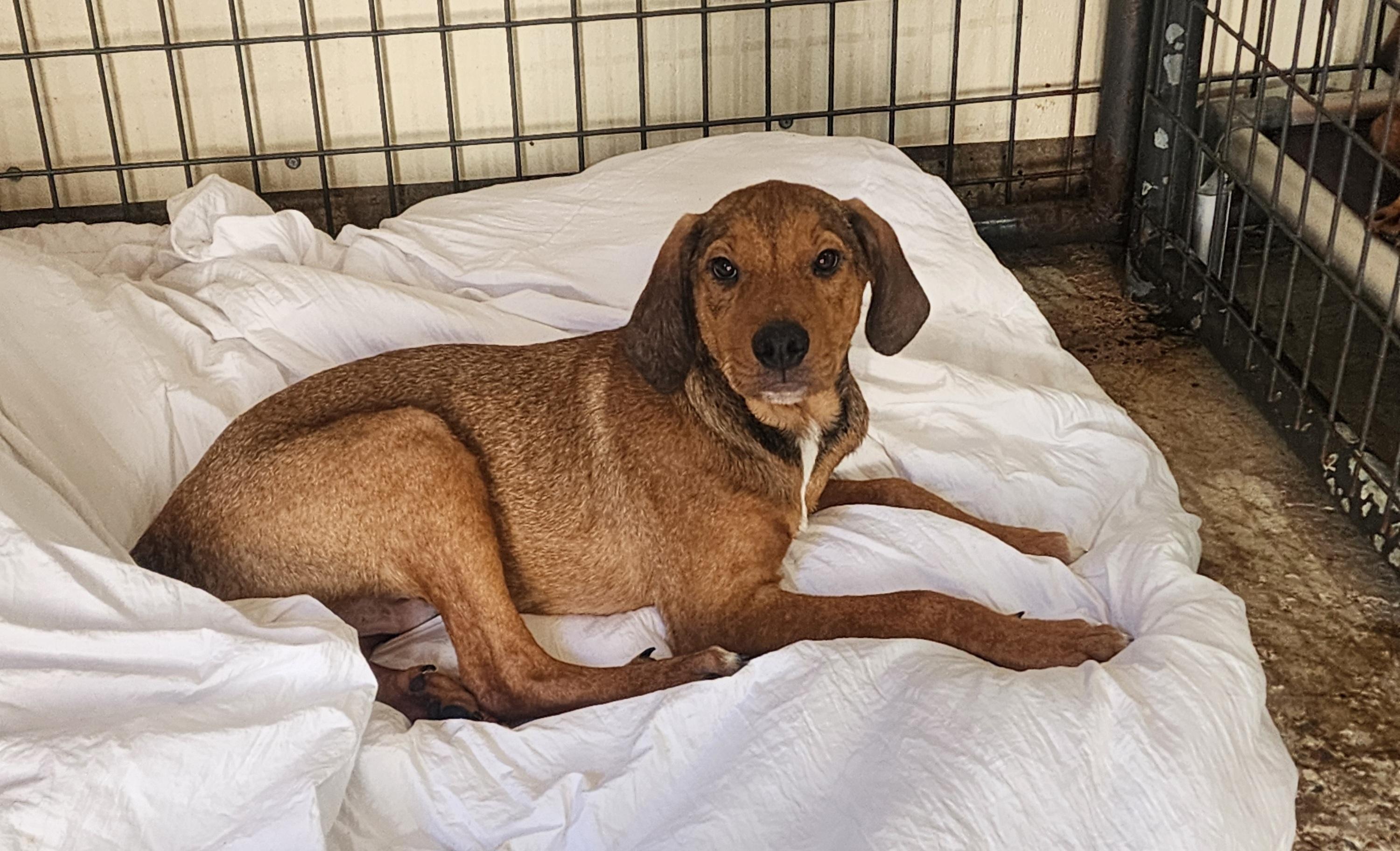 Dog for adoption - Hankster, a Beagle & Doberman Pinscher Mix in Watertown, CT | Petfinder