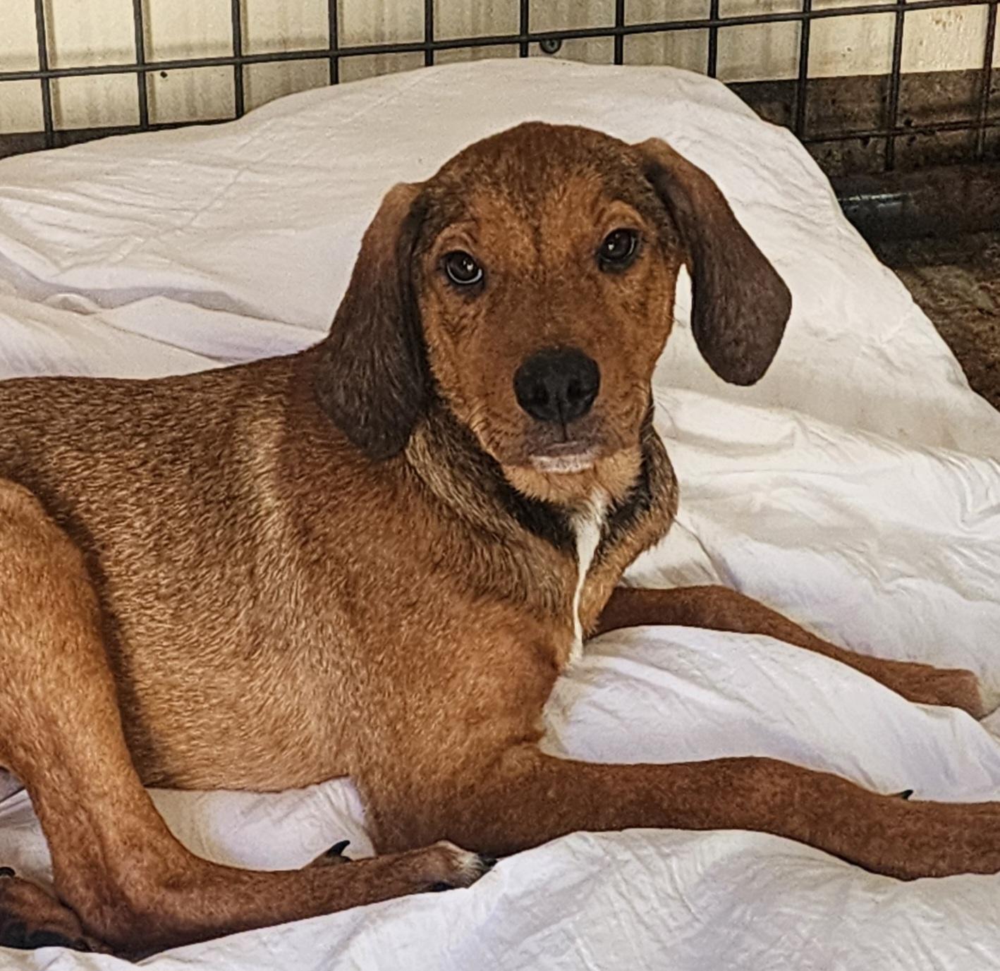 Dog for adoption - Hankster, a Beagle & Doberman Pinscher Mix in Watertown, CT | Petfinder