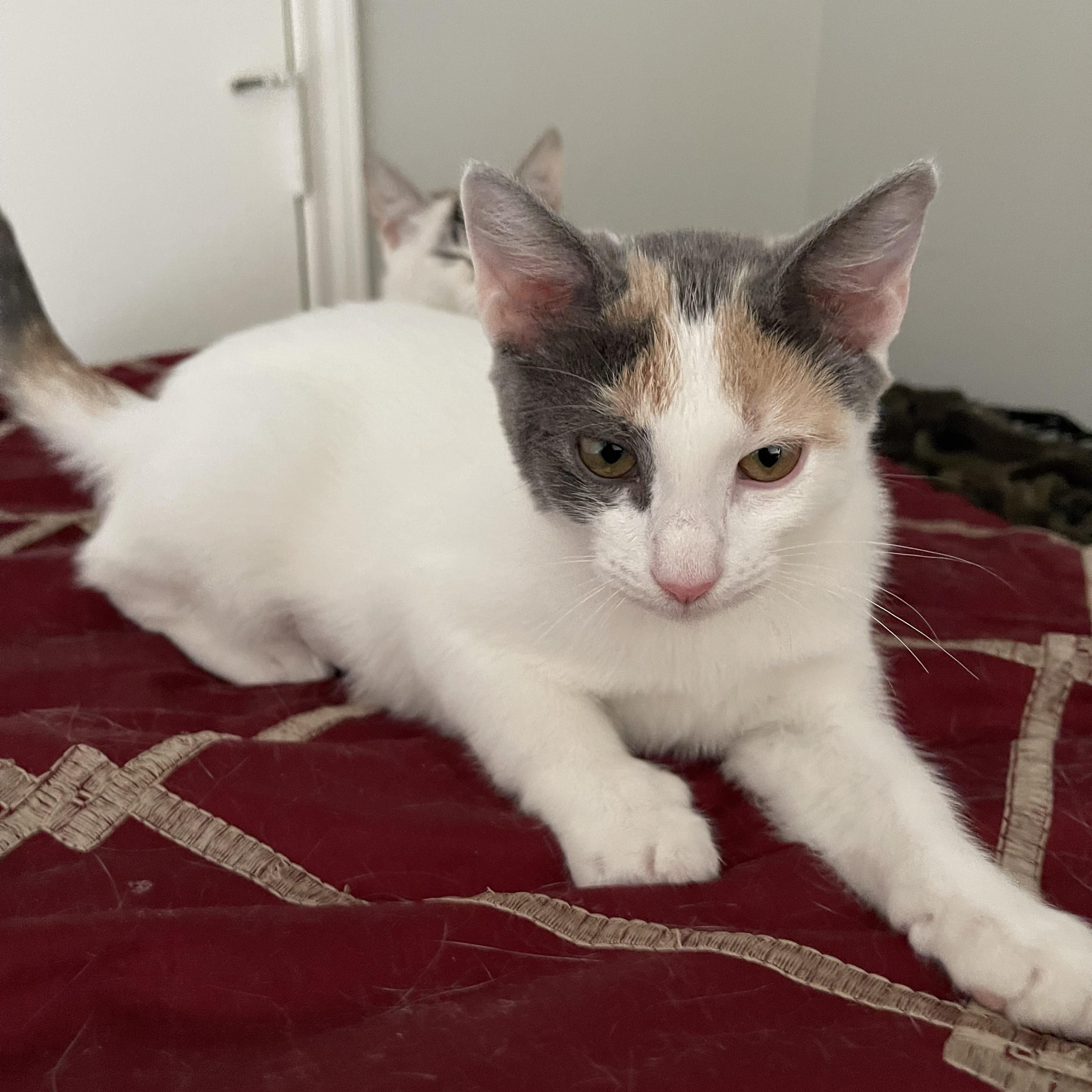 Cat for adoption - Sriracha - Riley Fuzzel Petsmart, a Dilute Calico in ...