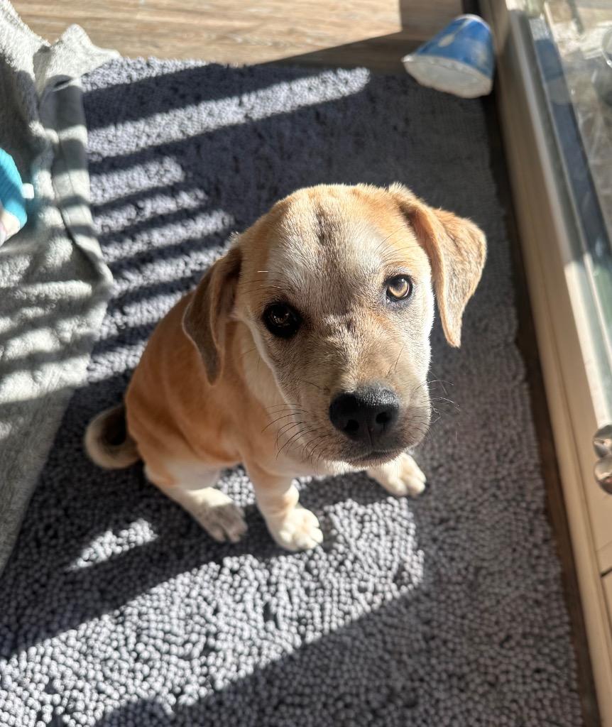 Dog for adoption - Travis, a Mixed Breed in Bellingham, WA | Petfinder