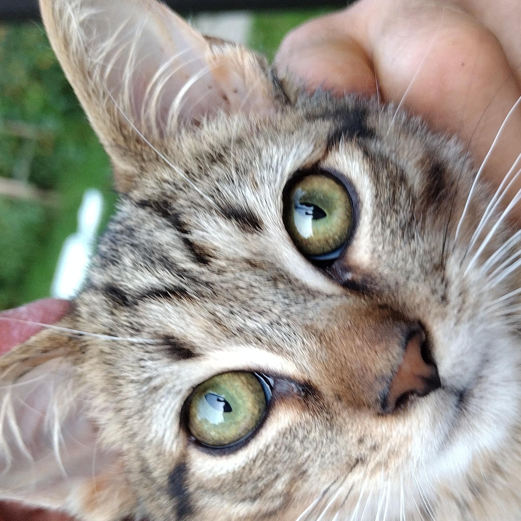 Cat for adoption - Levi, a Tabby in Syracuse, NY | Petfinder