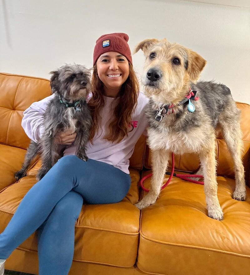 Dog for adoption - Mylo Scruffkins, an Airedale Terrier & Labrador ...