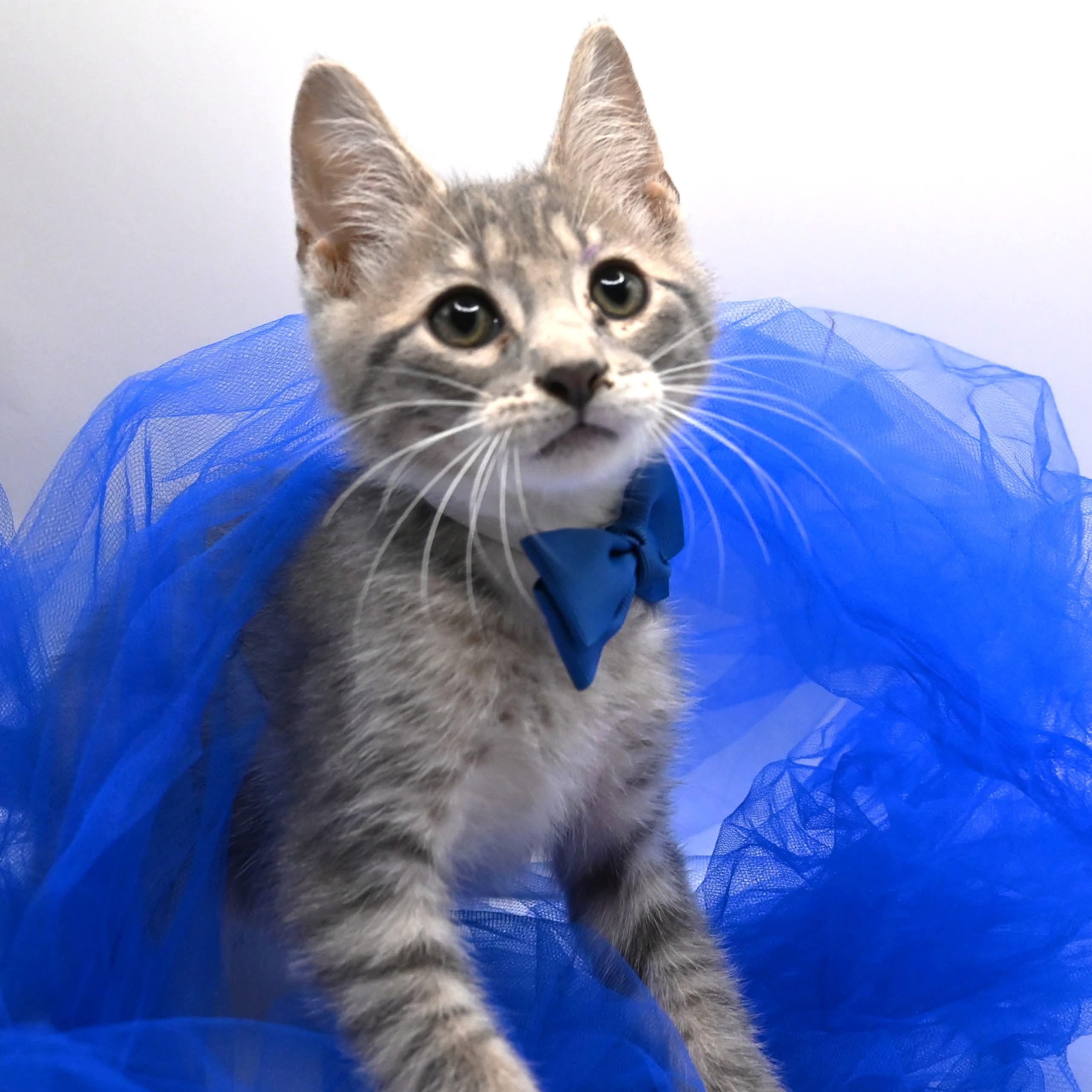 Cat for adoption - Smokey (video included), a Domestic Short Hair ...