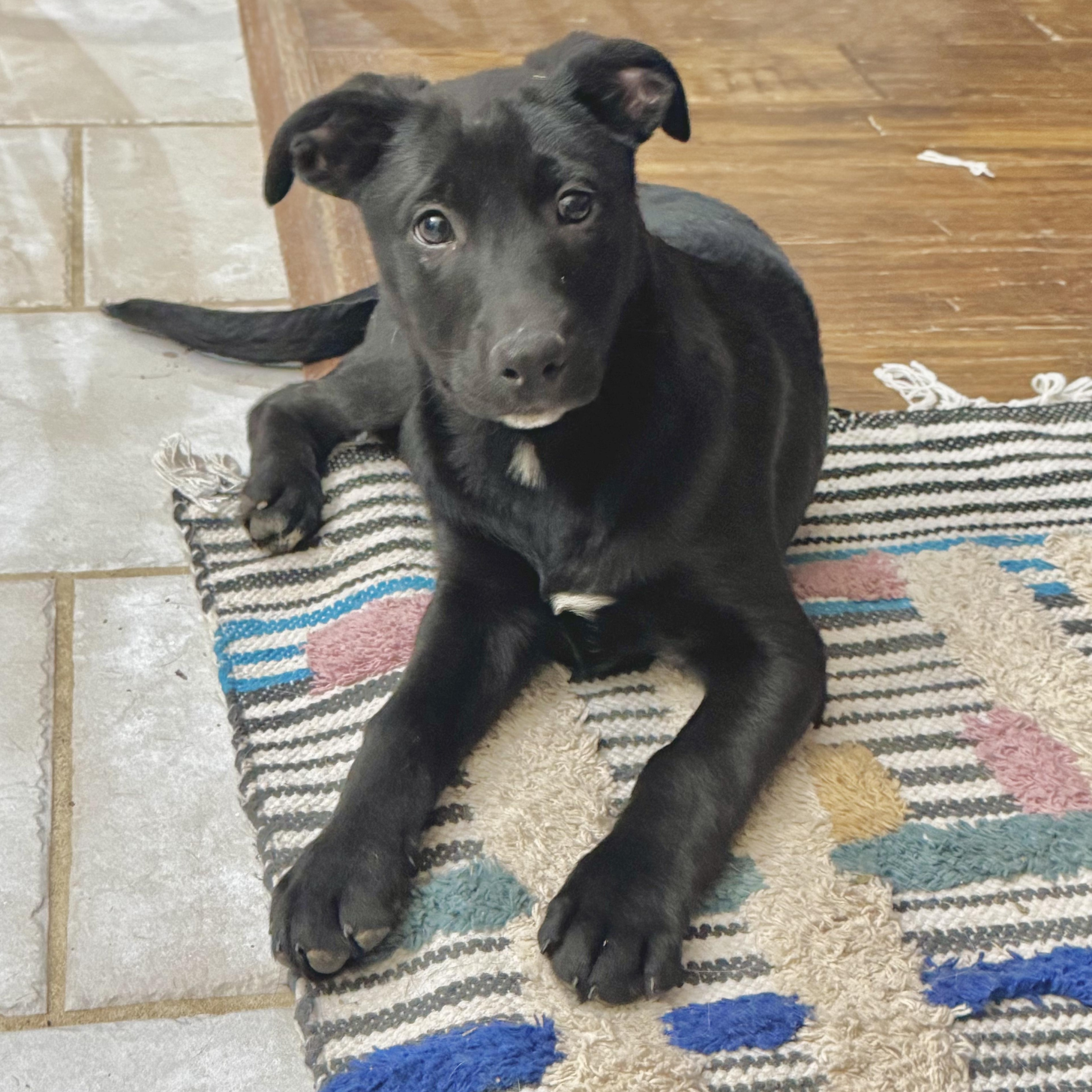Dog for adoption - Joey, a Black Labrador Retriever & Shepherd Mix in ...