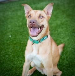 Dog for adoption - Butch, an American Staffordshire Terrier & Husky Mix ...
