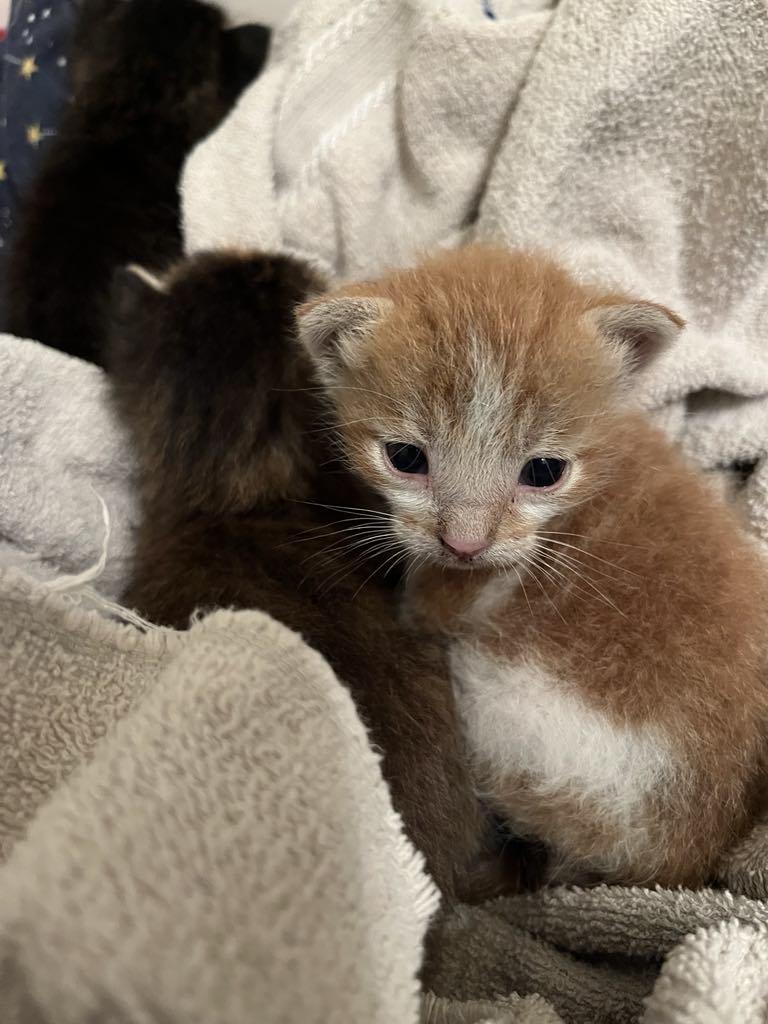 Cat for adoption - Gingi, a Domestic Short Hair in Bellevue, WA | Petfinder