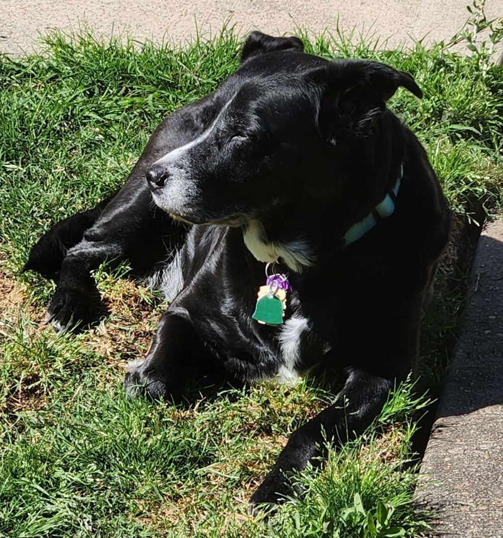 Dog for adoption - Raven, a Mixed Breed in Brattleboro, VT | Petfinder