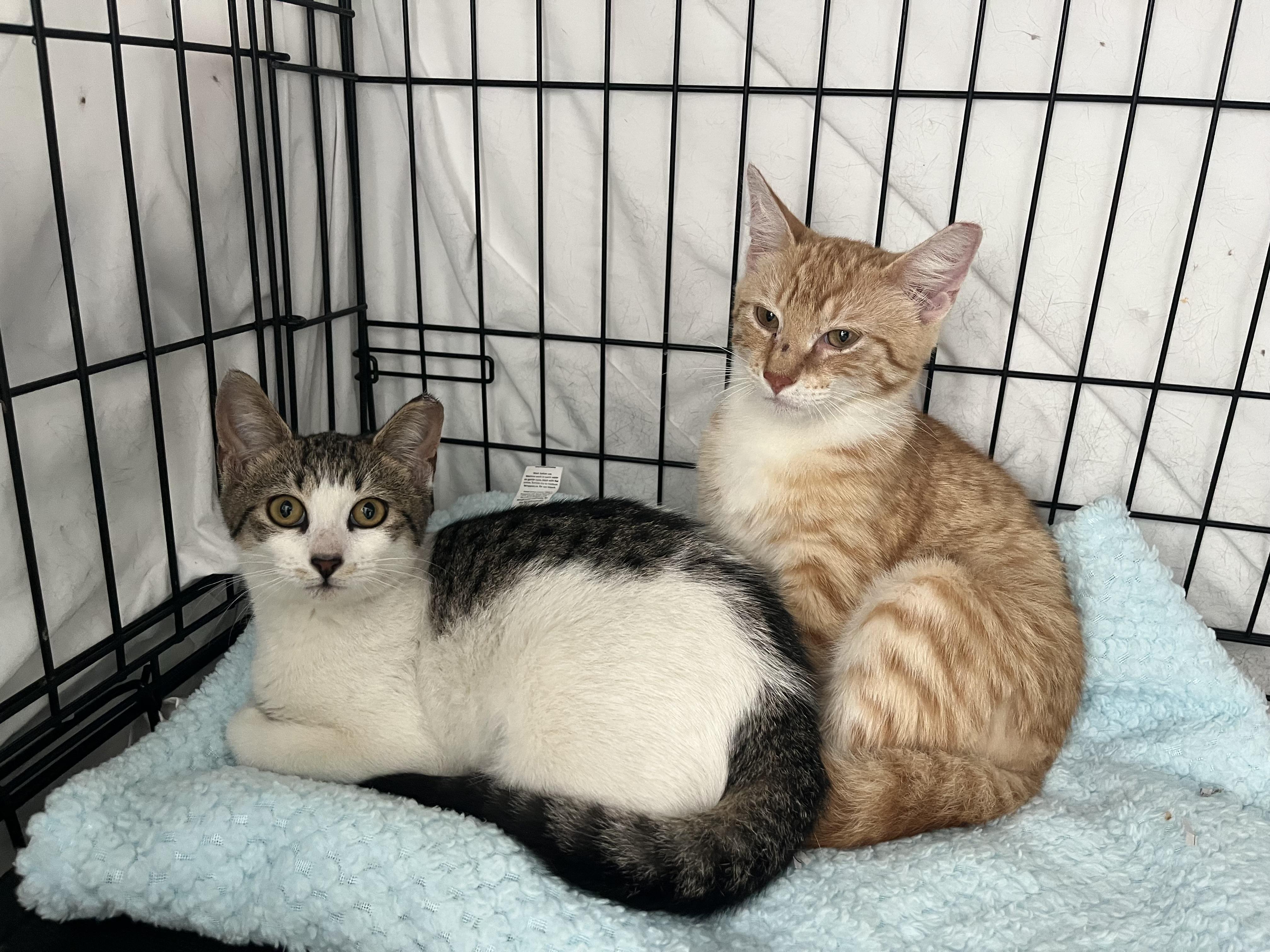 Cat for adoption - Charlie & Fiona BONDED, a Domestic Short Hair in ...