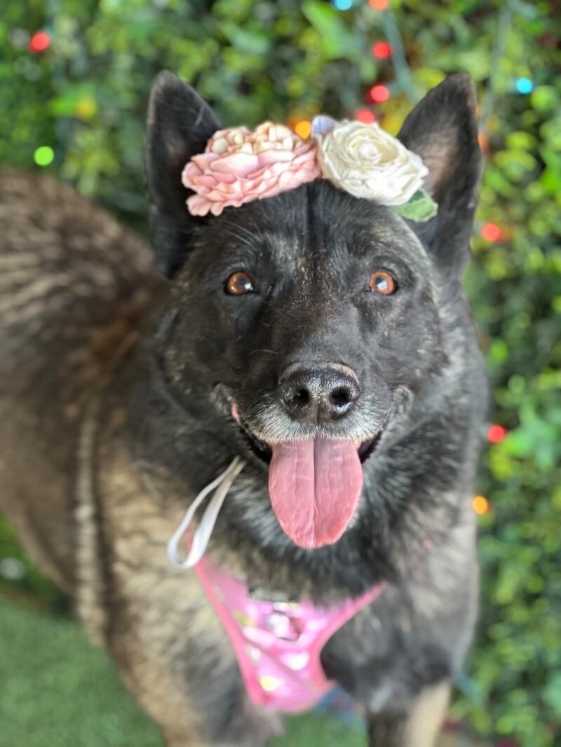 Dog for adoption - Bonnie Tyler, a Belgian Shepherd / Sheepdog ...