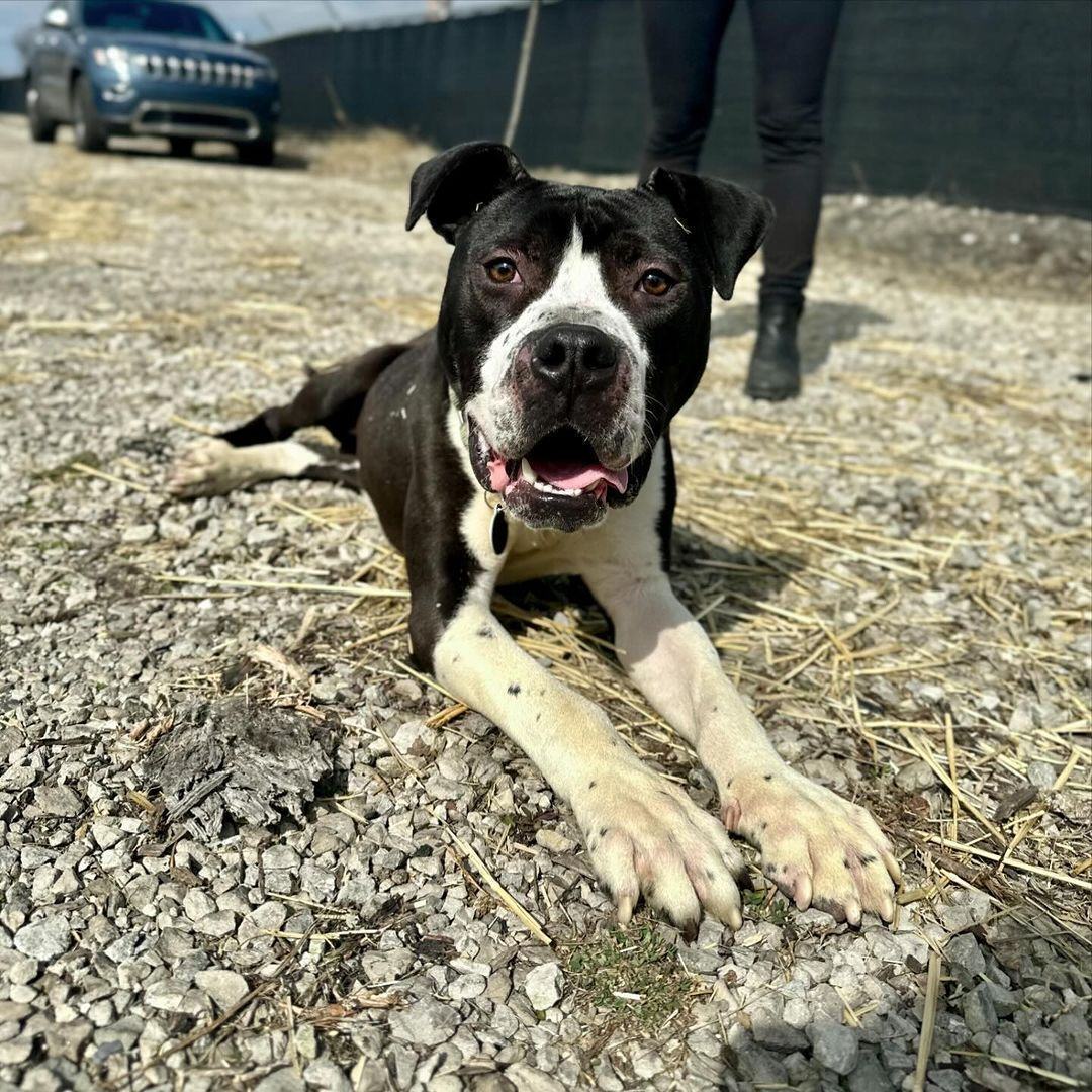 Dog for adoption - Butterball, an American Staffordshire Terrier & Pit ...