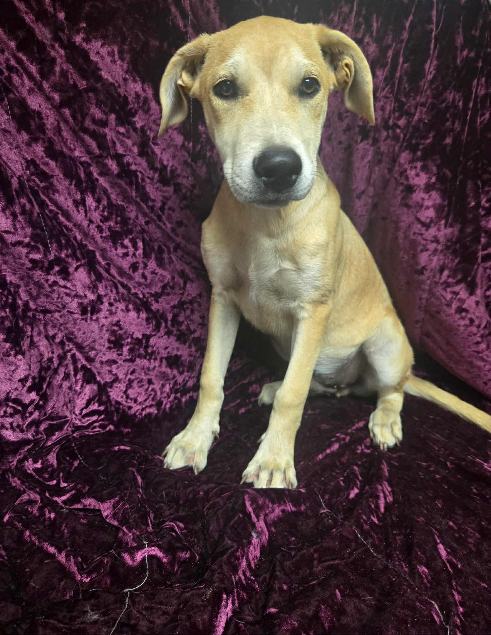 Dog for adoption - Wrigley, a Labrador Retriever & Shepherd Mix in ...