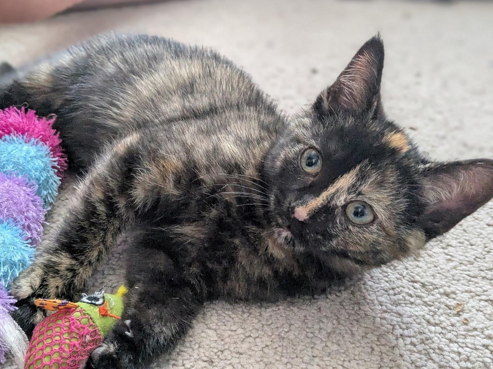 Cat for adoption - Space Cadets - Venus, a Tortoiseshell in Stoney ...