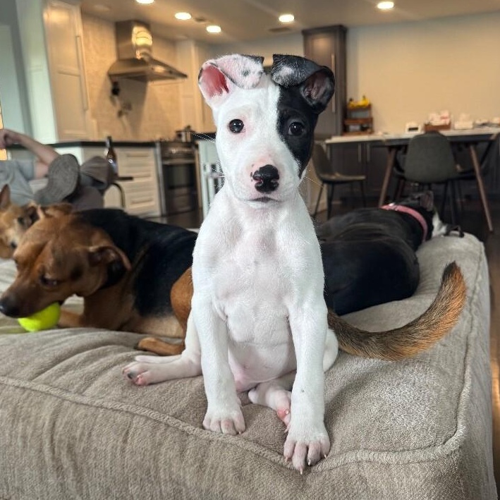 Dog for adoption - Gabe the Cuddliest Goober, a Pit Bull Terrier ...