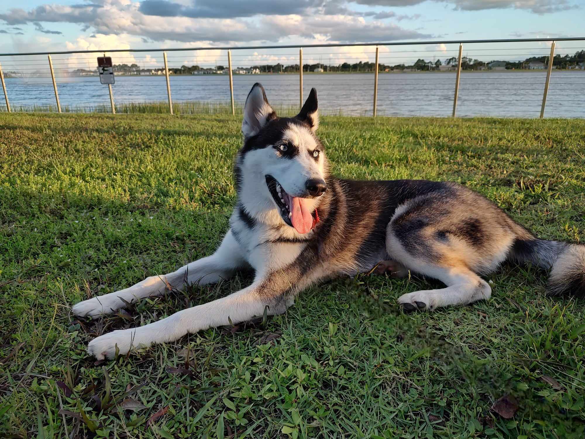 Dog for adoption - Kira, a Siberian Husky in Winter Springs, FL | Petfinder