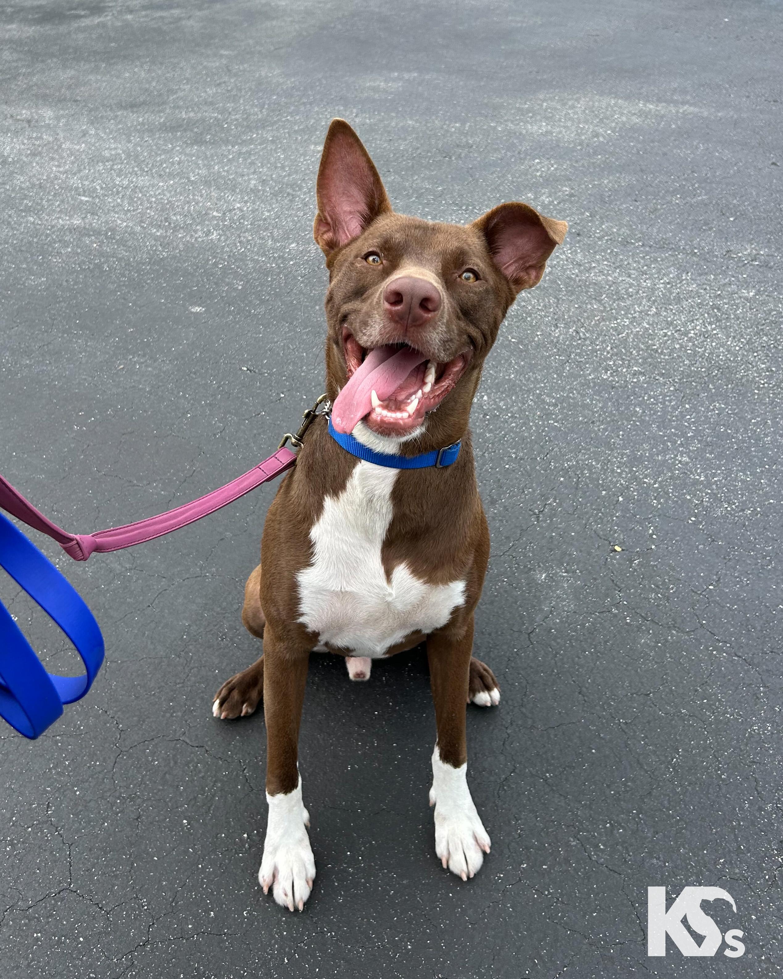 Dog for adoption - Bucky, an Australian Kelpie & Border Collie Mix in ...