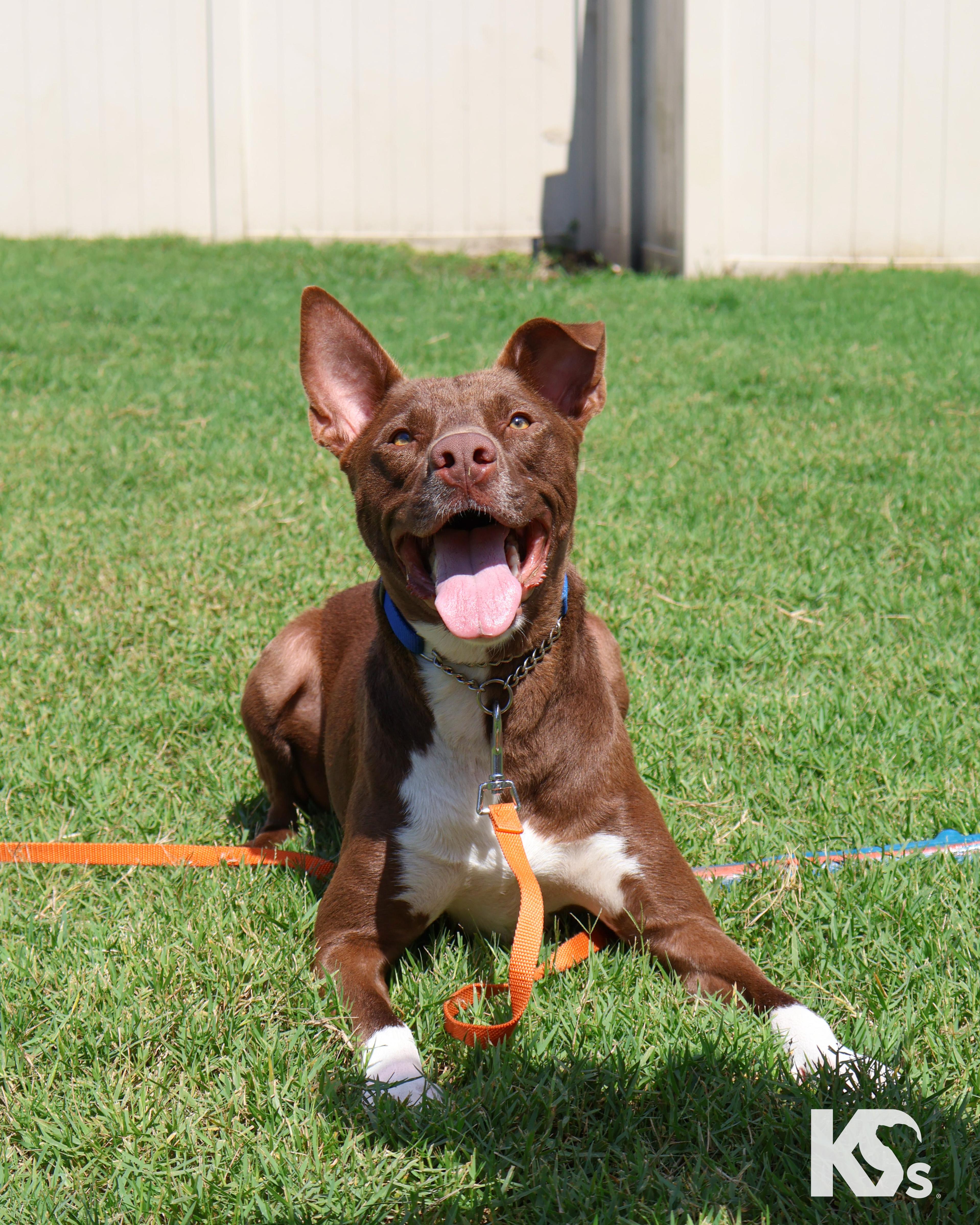 Dog for adoption - Bucky, an Australian Kelpie & Border Collie Mix in ...
