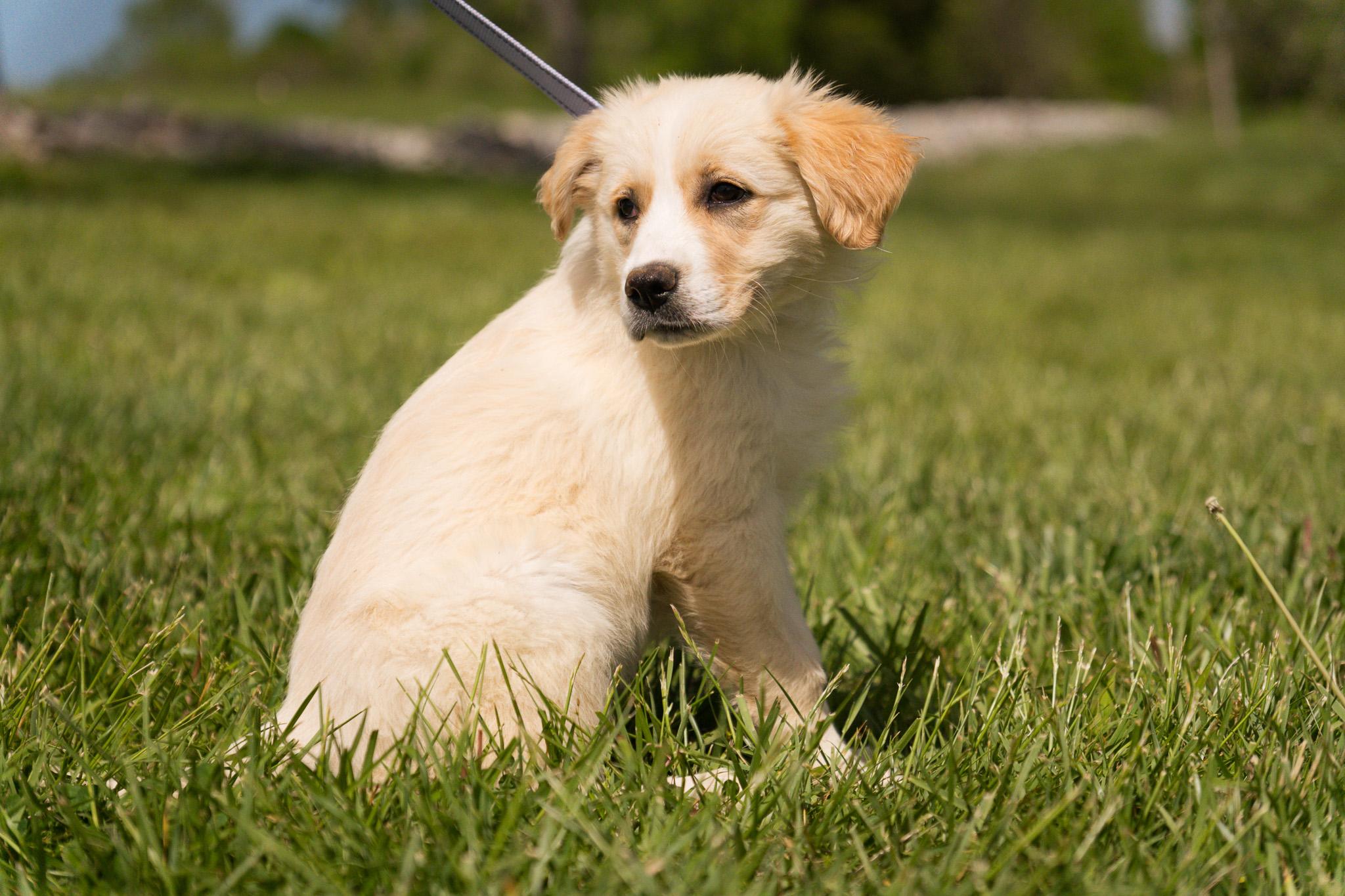 Dog for adoption - Lysandra - Transport, a Labrador Retriever Mix in Wilmington, OH | Petfinder