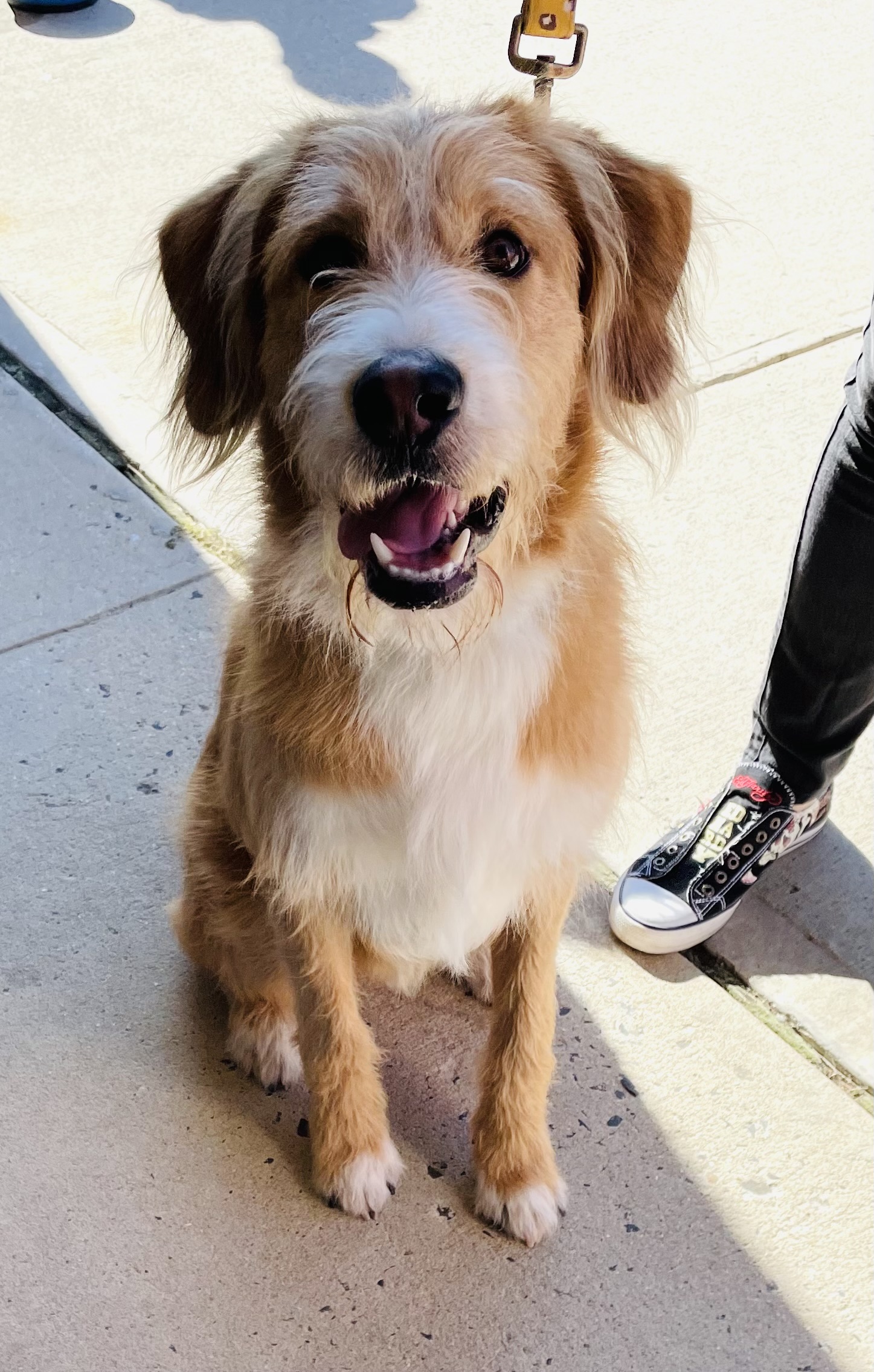 Dog for adoption - Hayes has been adopted, an Irish Terrier & Golden ...