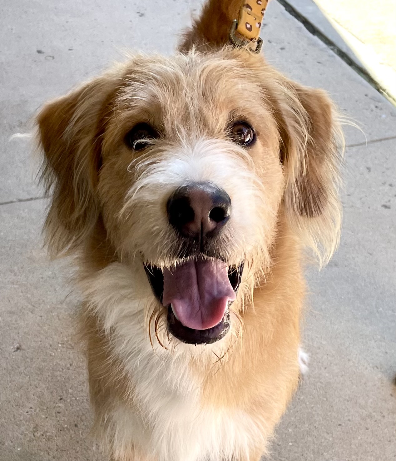 Dog for adoption - Hayes has been adopted, an Irish Terrier & Golden ...