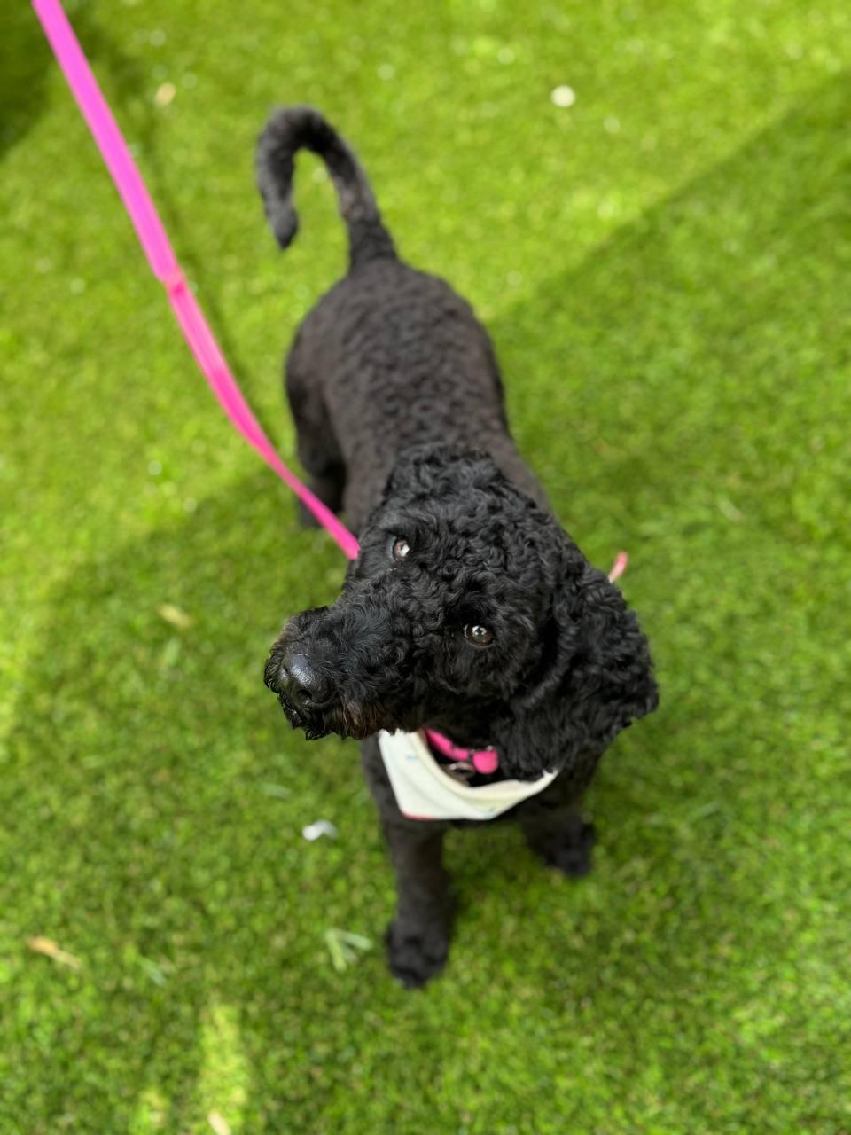 Dog for adoption - Noodle, a Puli & Standard Poodle Mix in Los Angeles ...