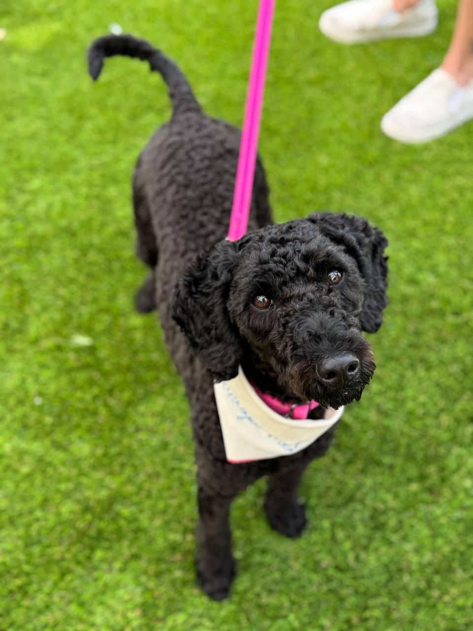 Dog for adoption - Noodle, a Puli & Standard Poodle Mix in Los Angeles ...