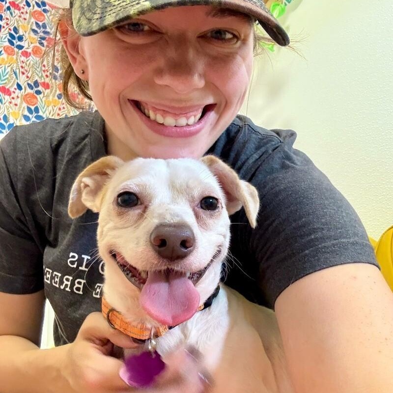 Dog for adoption - Robin Russell, a Chihuahua & Jack Russell Terrier ...