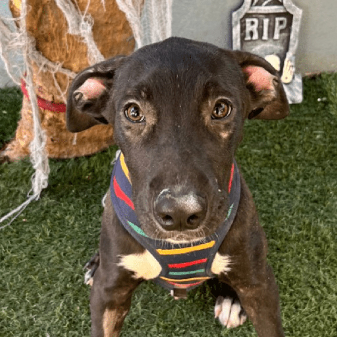 Dog for adoption - Ash, a Labrador Retriever Mix in Las Vegas, NV ...