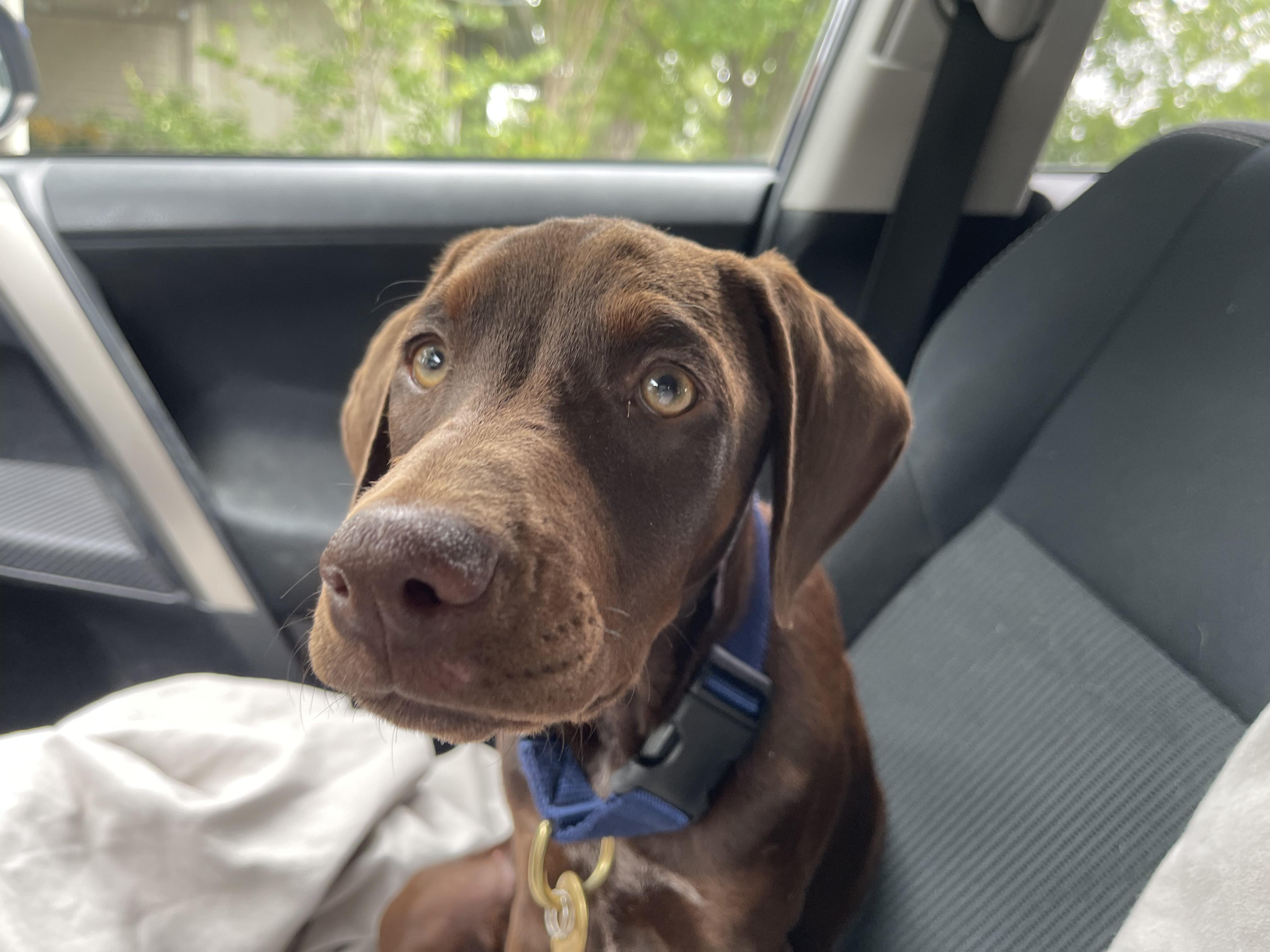 Dog for adoption - Junie, a Doberman Pinscher & German Shorthaired ...