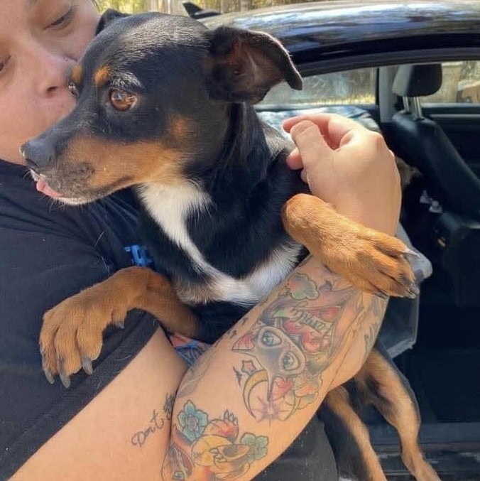 Dog for adoption - Poindexter PC, a Miniature Pinscher & Terrier Mix in ...